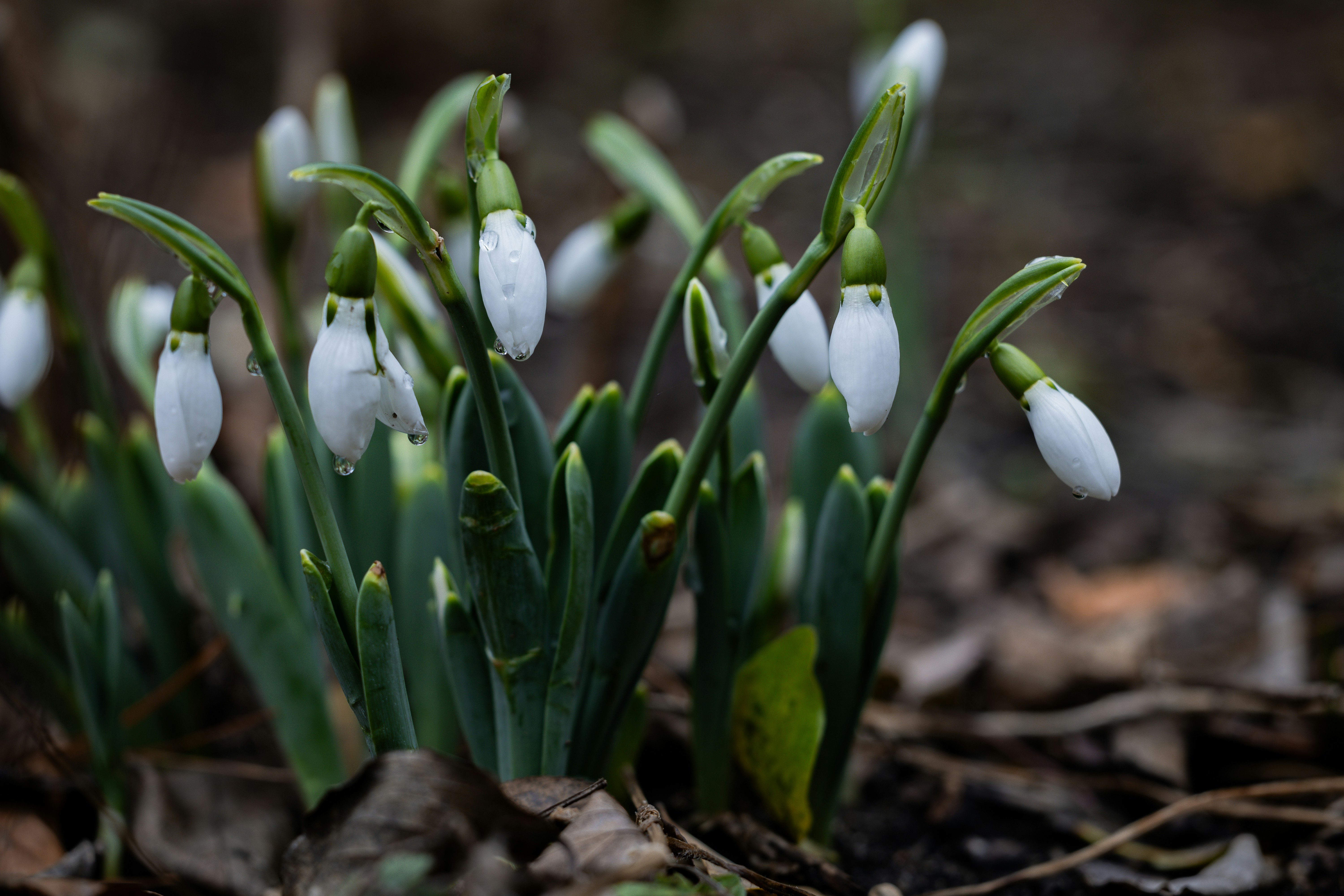 A group of snowdrops growing in the woods photo – Free Plant Image on ...