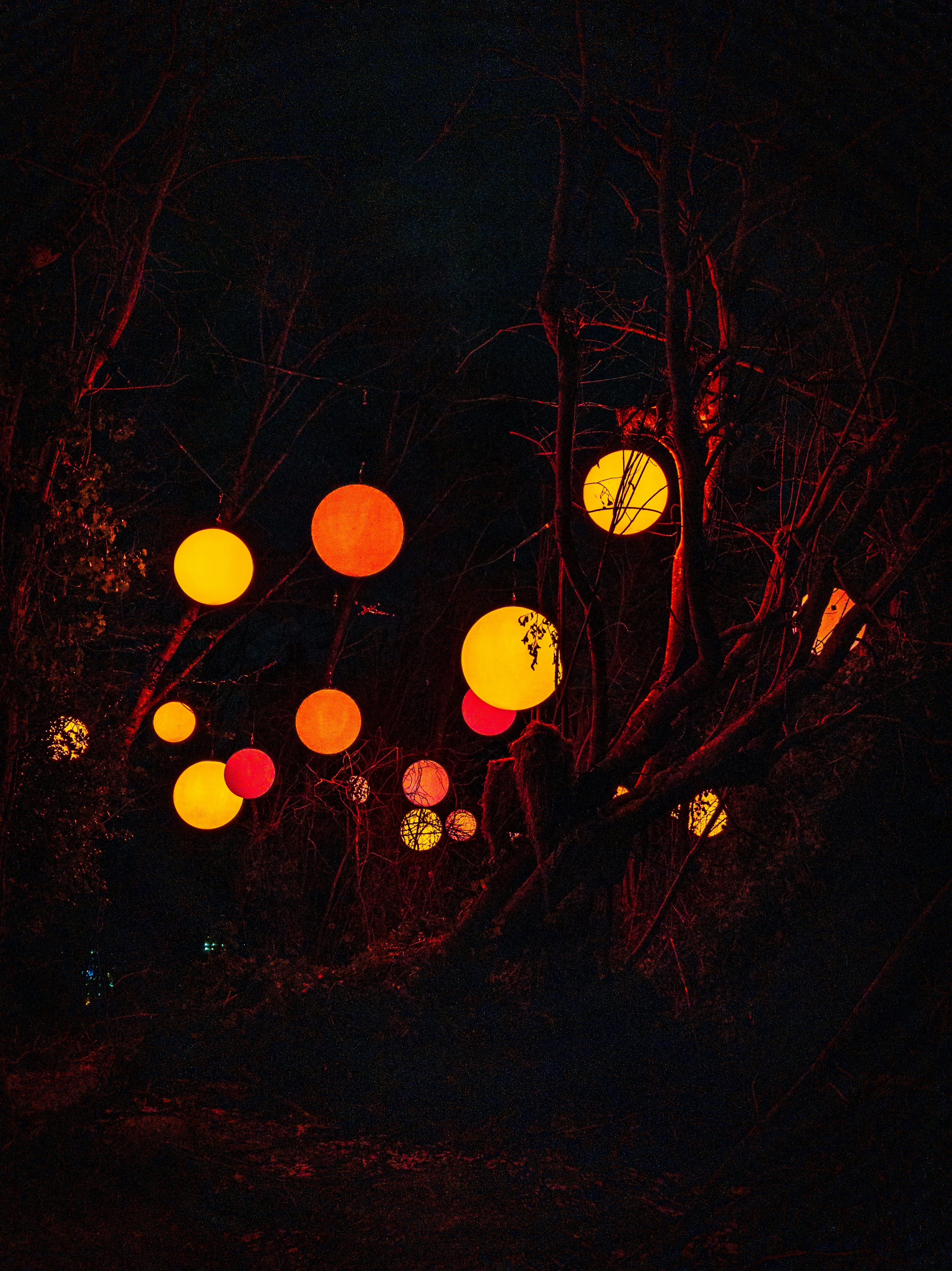 Luminous Orbs Drifting Through a Velvet Night in the Trees