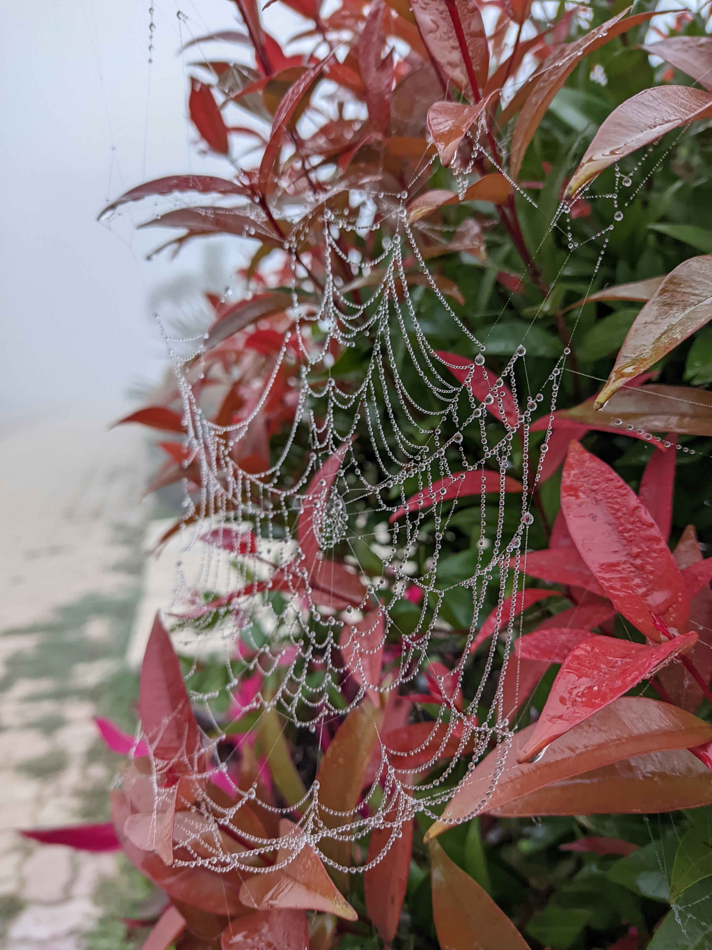Wet Spider web on a tree in a winter morning | a close up of a spider web on a plant