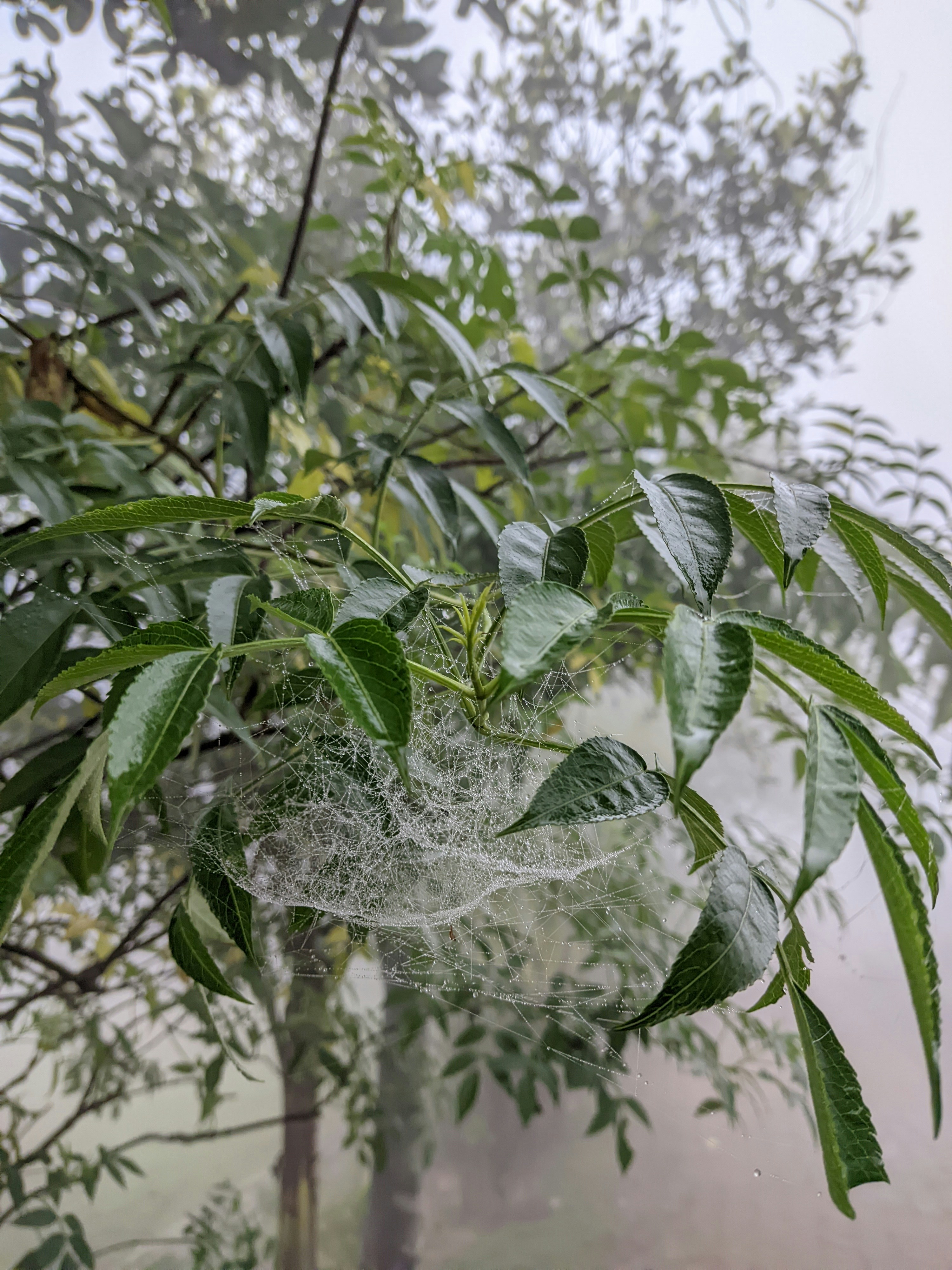 Wet spider web full with dew droplets on a neem plant