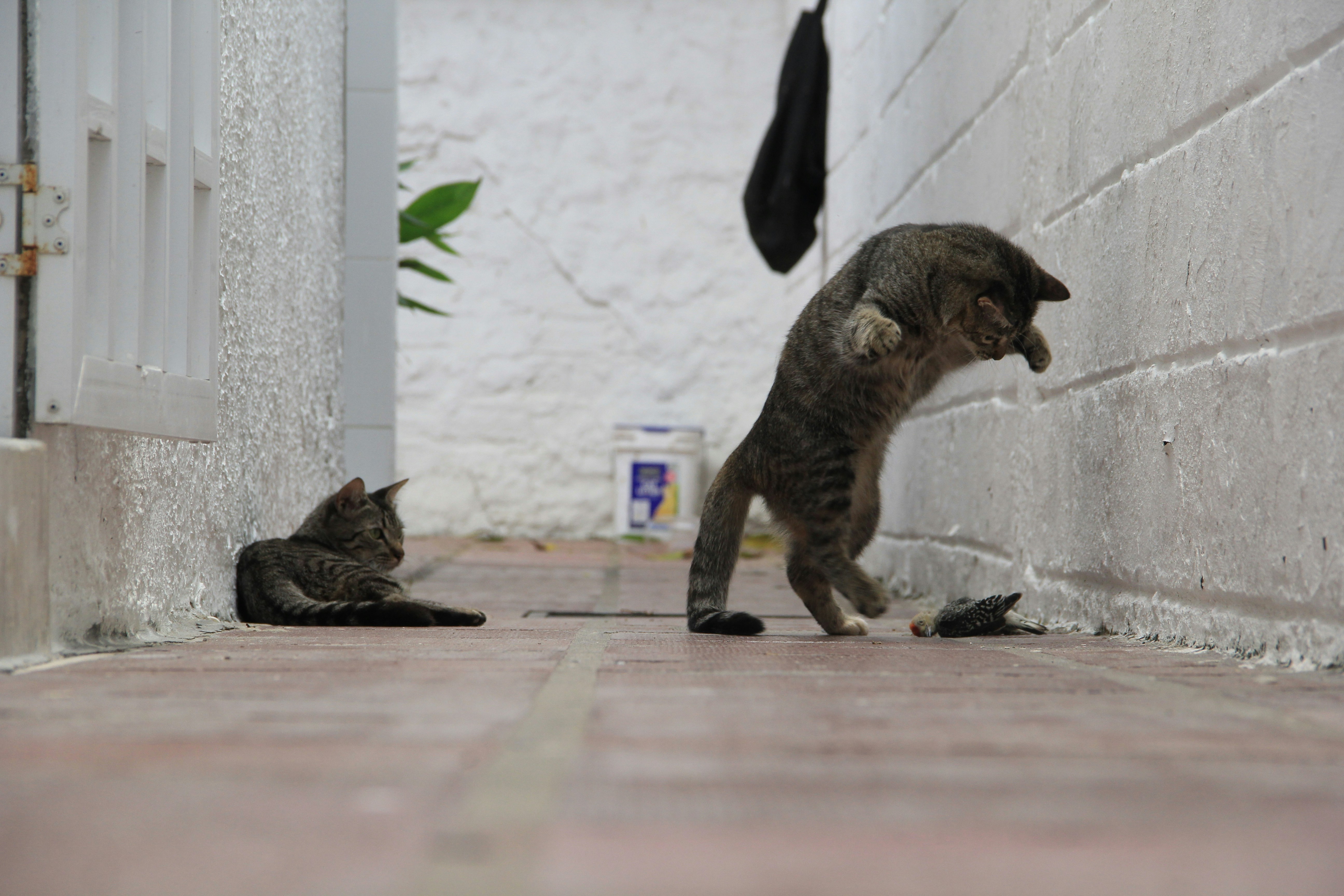 Alleyway Pause: A Curious Feline Stands in a Narrow White Corridor