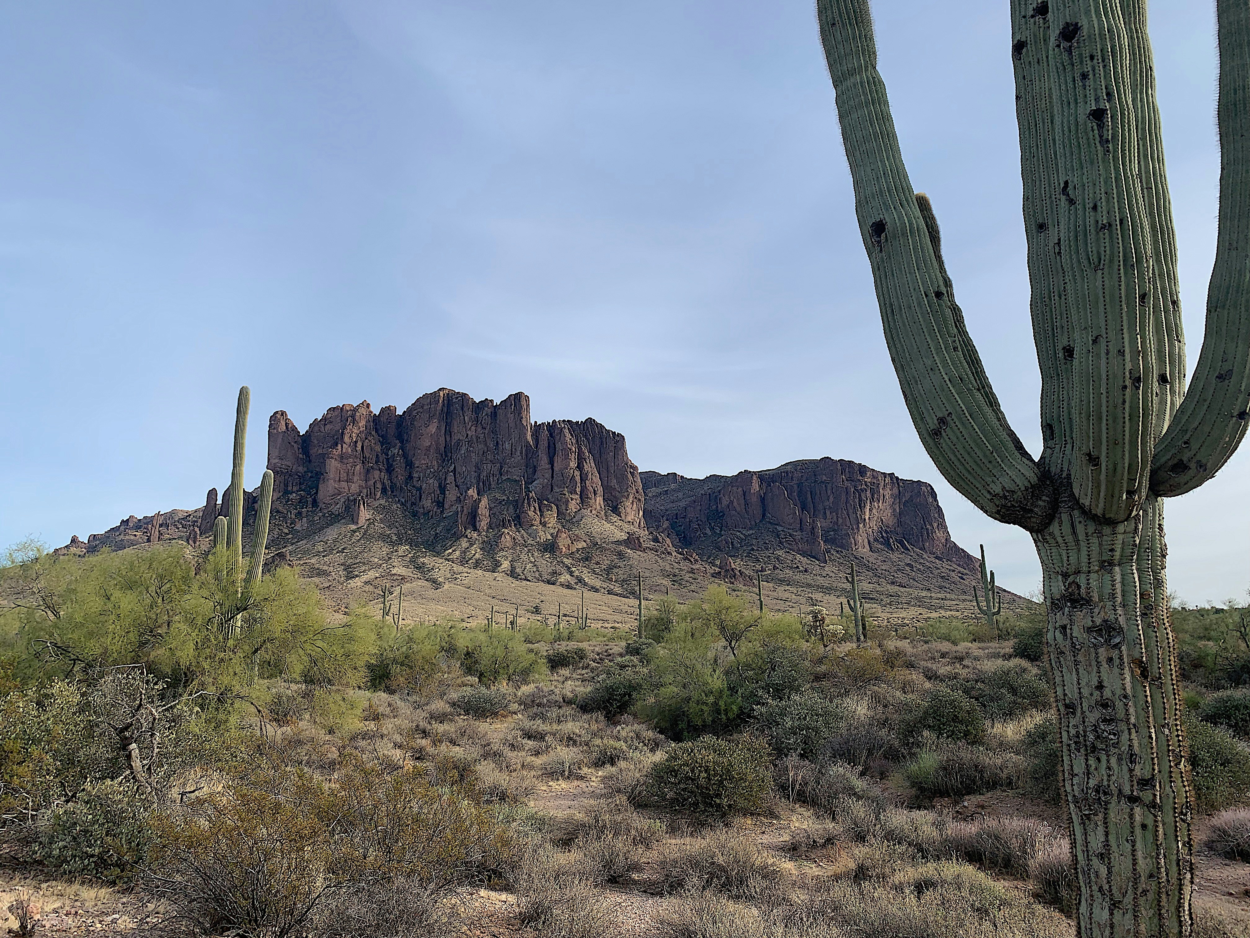 Tall cactus stands in the arid landscape with a rugged mountain in the distance under a clear sky.