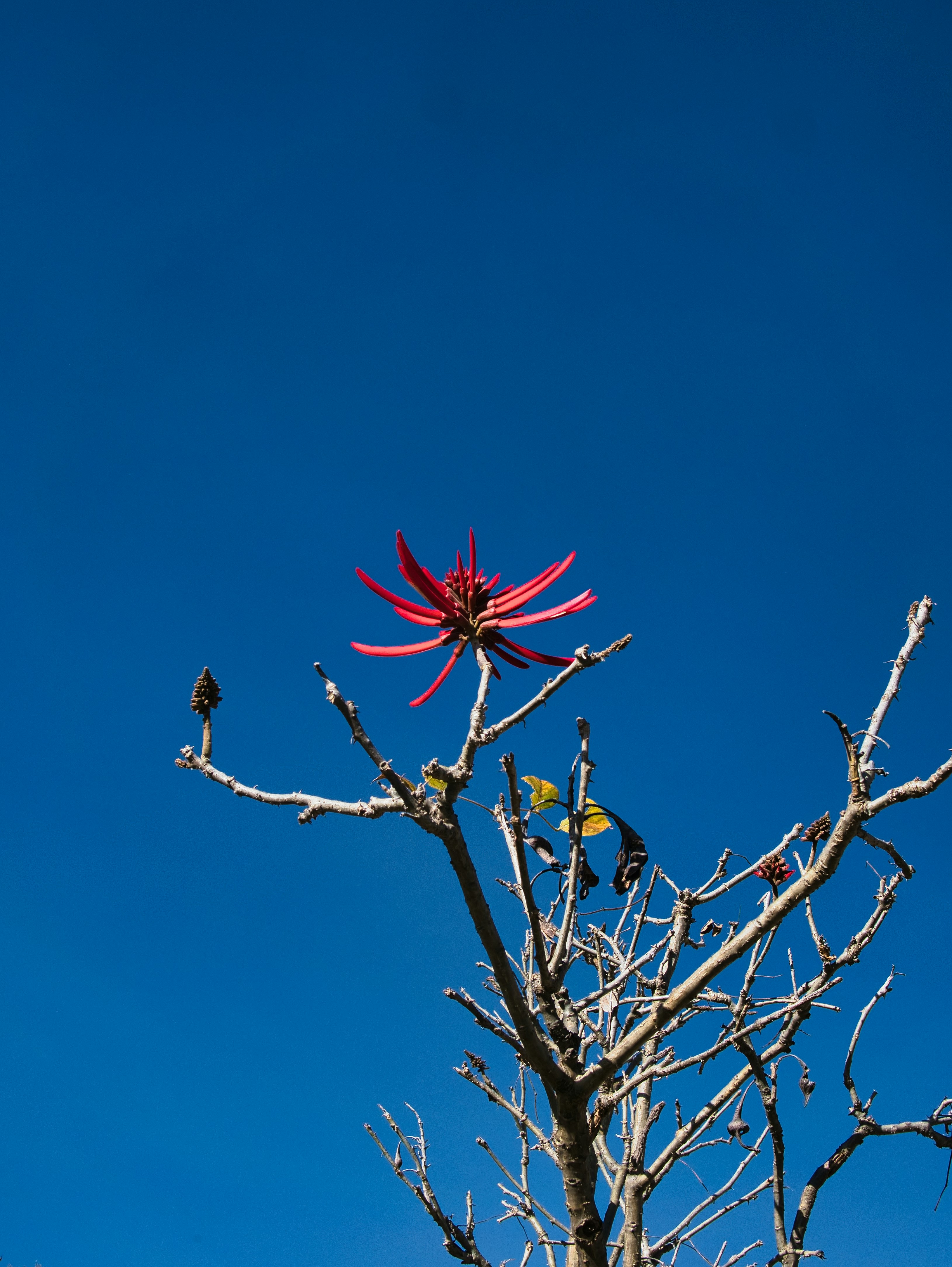 A lone crimson spider flower crowns a bare branch against a vast cerulean sky. The stark composition emphasizes the bloom against skeletal branches.