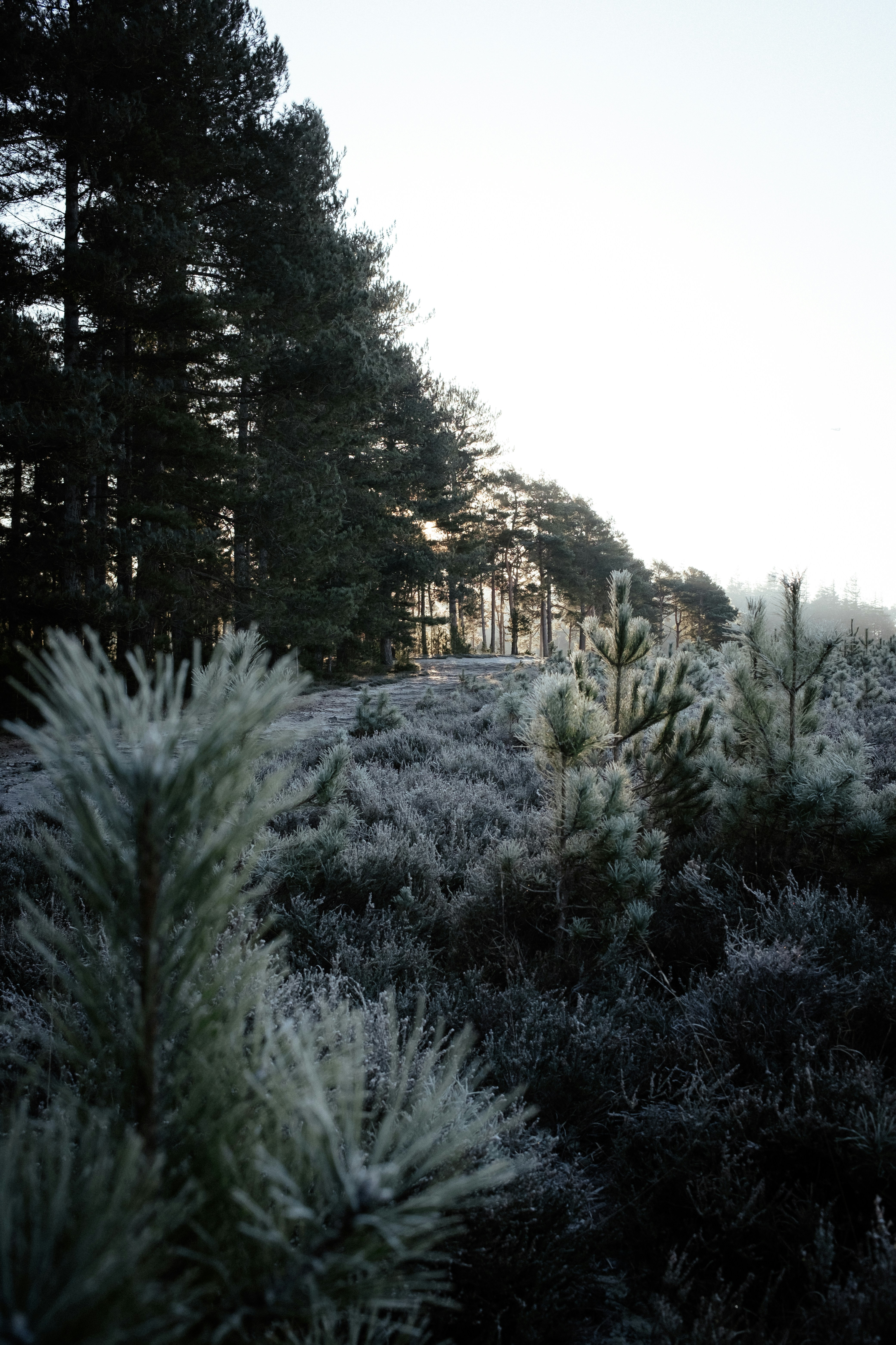 A field with trees and bushes covered in frost photo – Free Nature ...