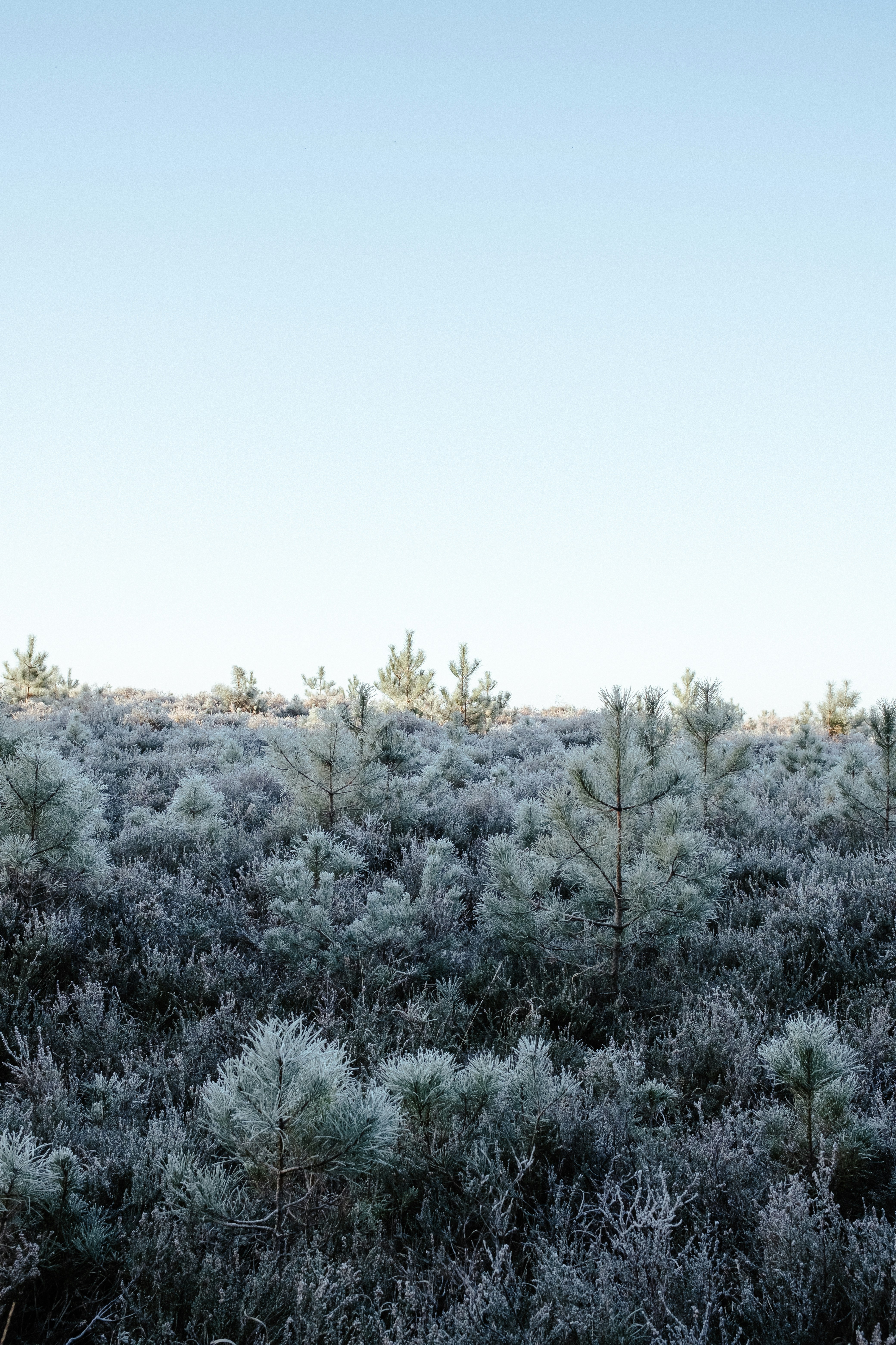 A field full of trees covered in frost photo – Free Nature Image on ...