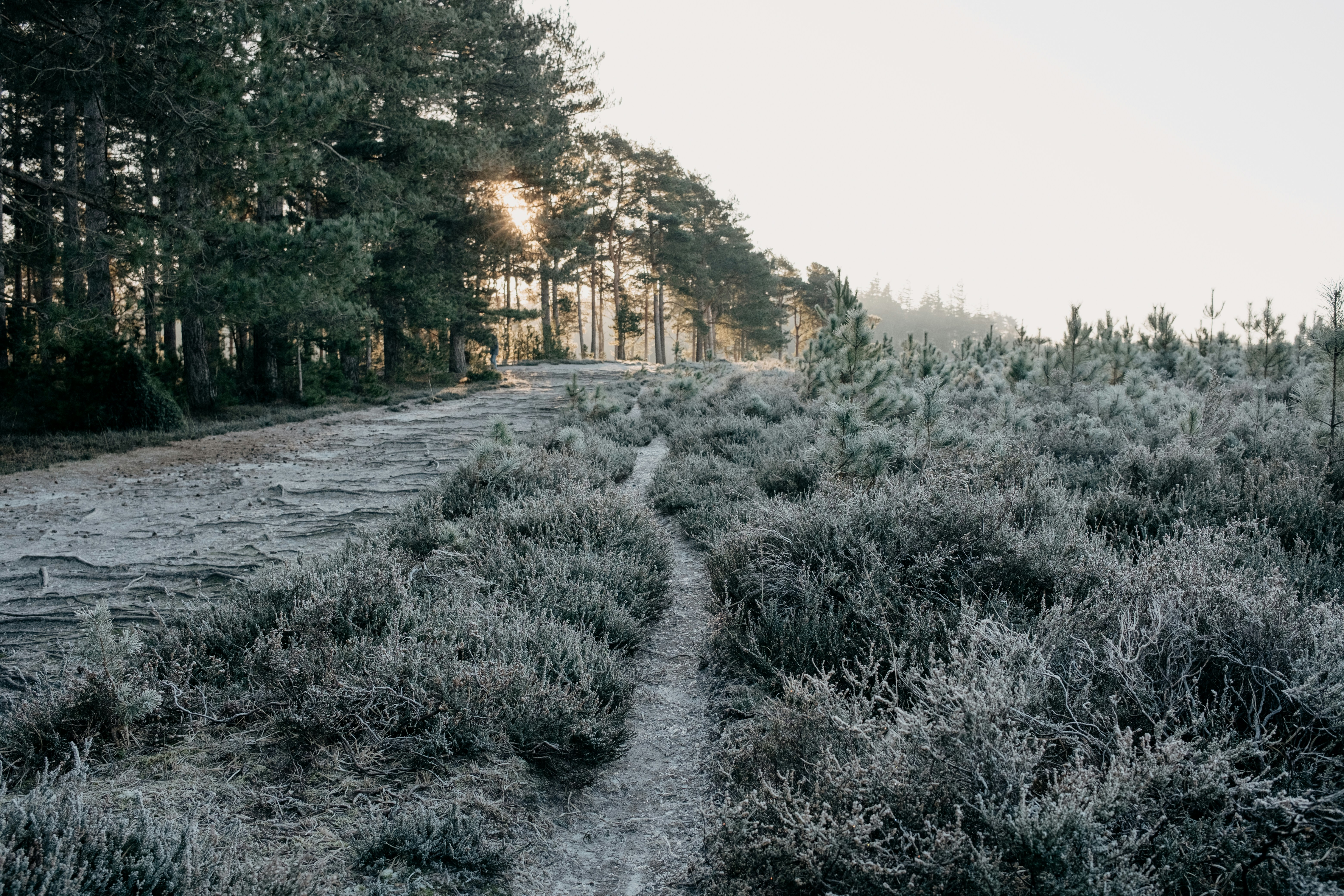 A path in the middle of a grassy field photo – Free Nature Image on ...