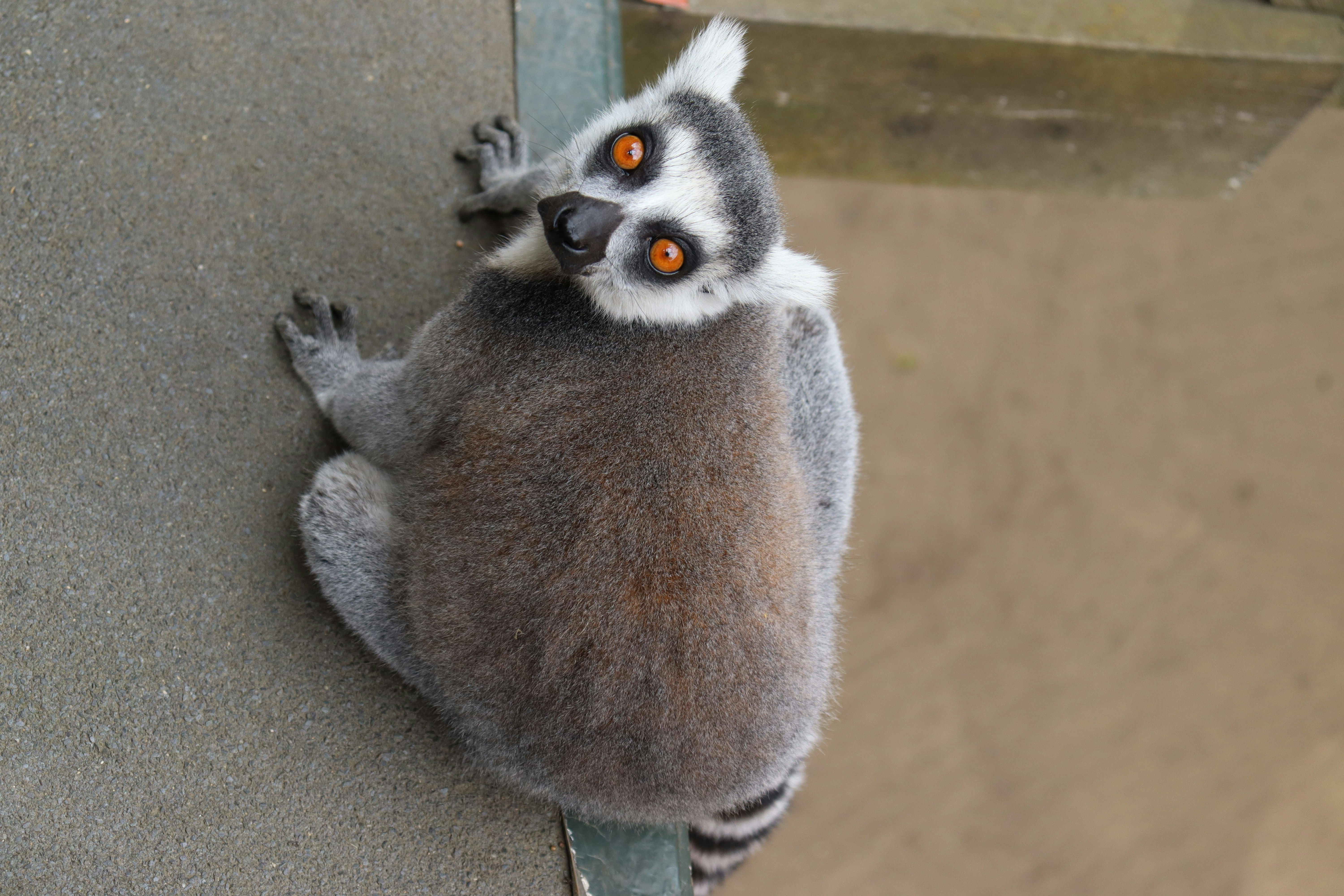 Ring-tailed lemur sitting on a ledge, looking directly at the camera with vivid orange eyes.