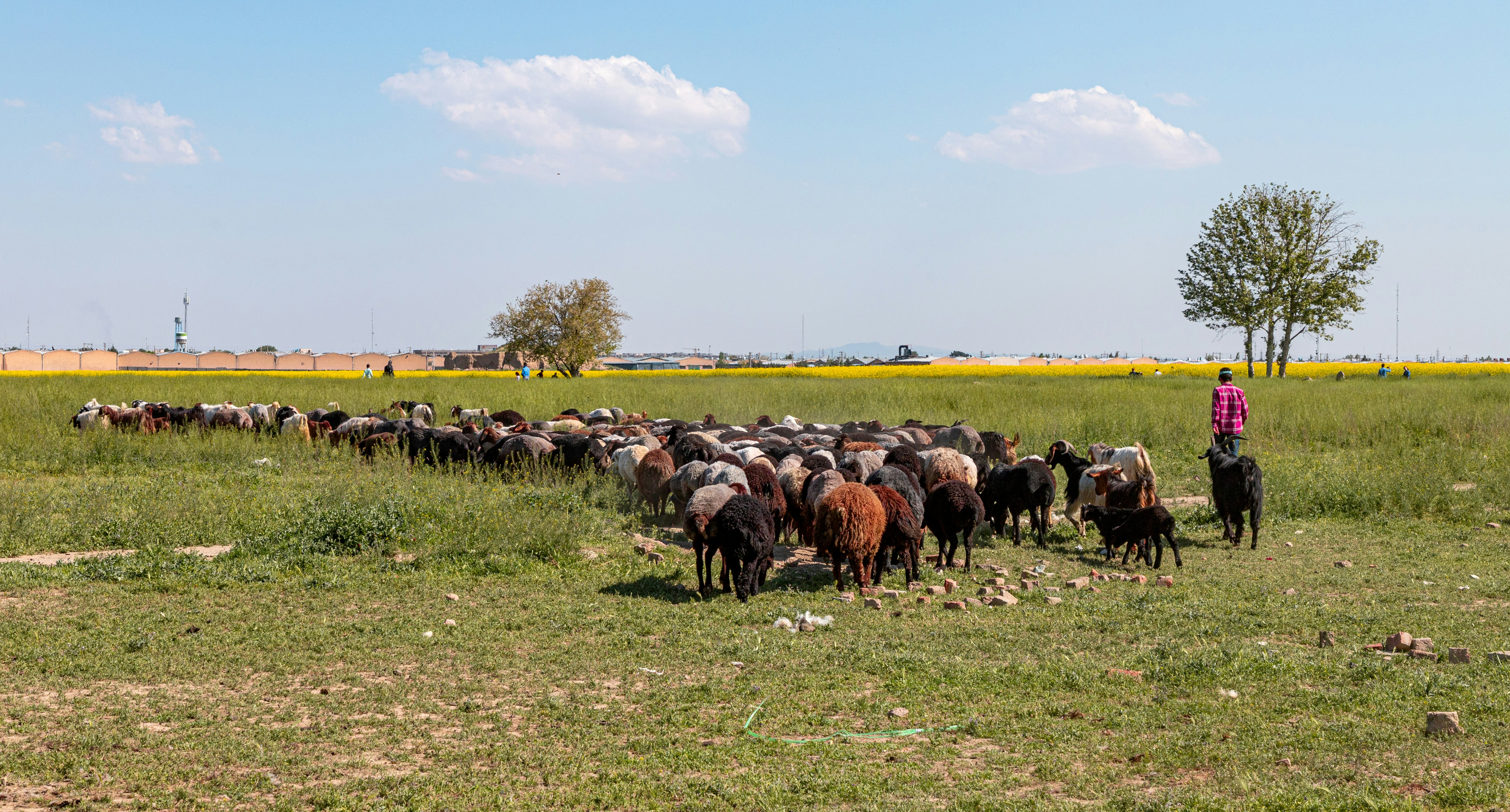 A woman herding a large herd of cattle in a field photo – Free Iran ...