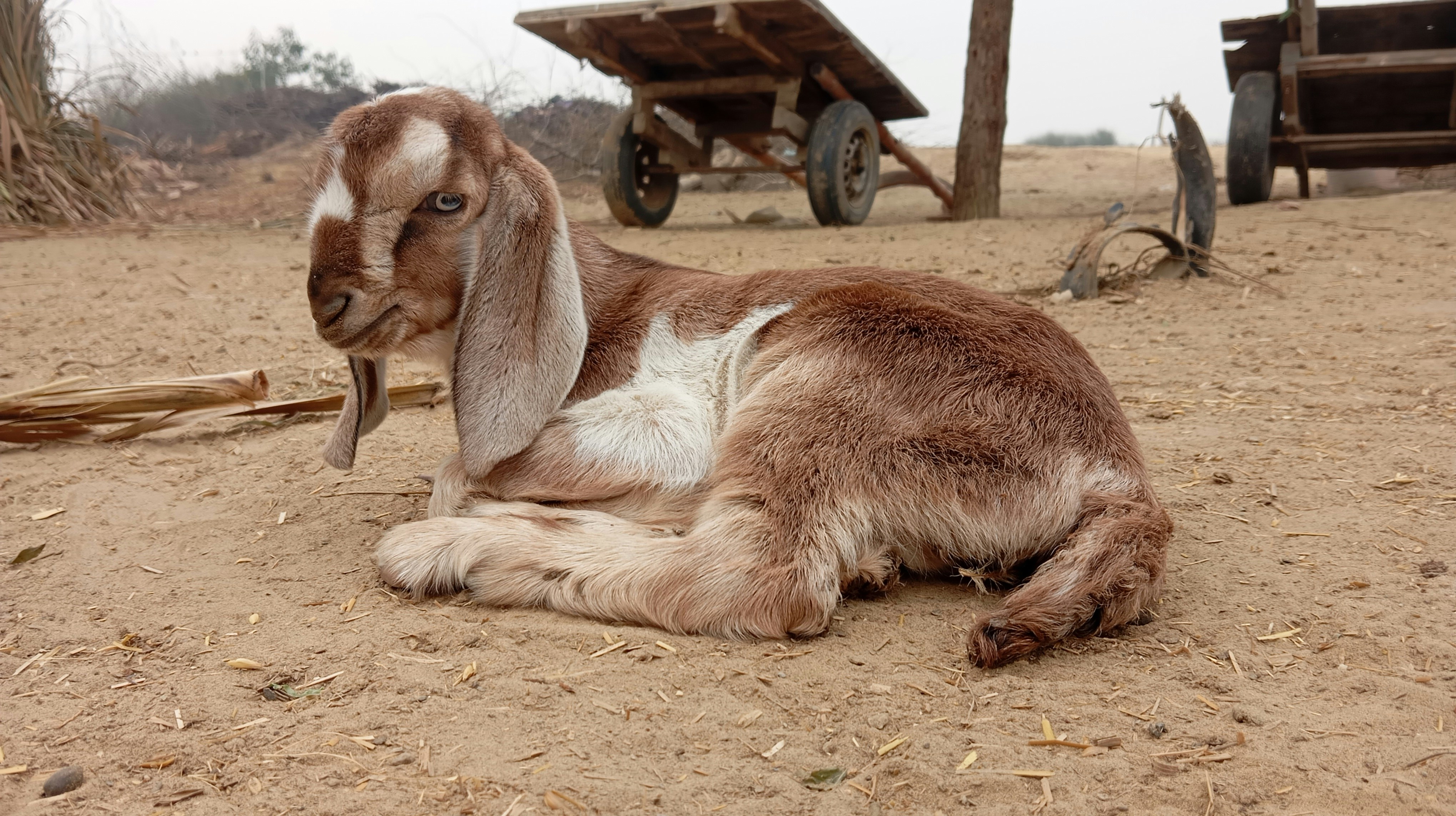 A goat lies on dusty soil with weathered carts in the background, capturing a quiet rural moment.