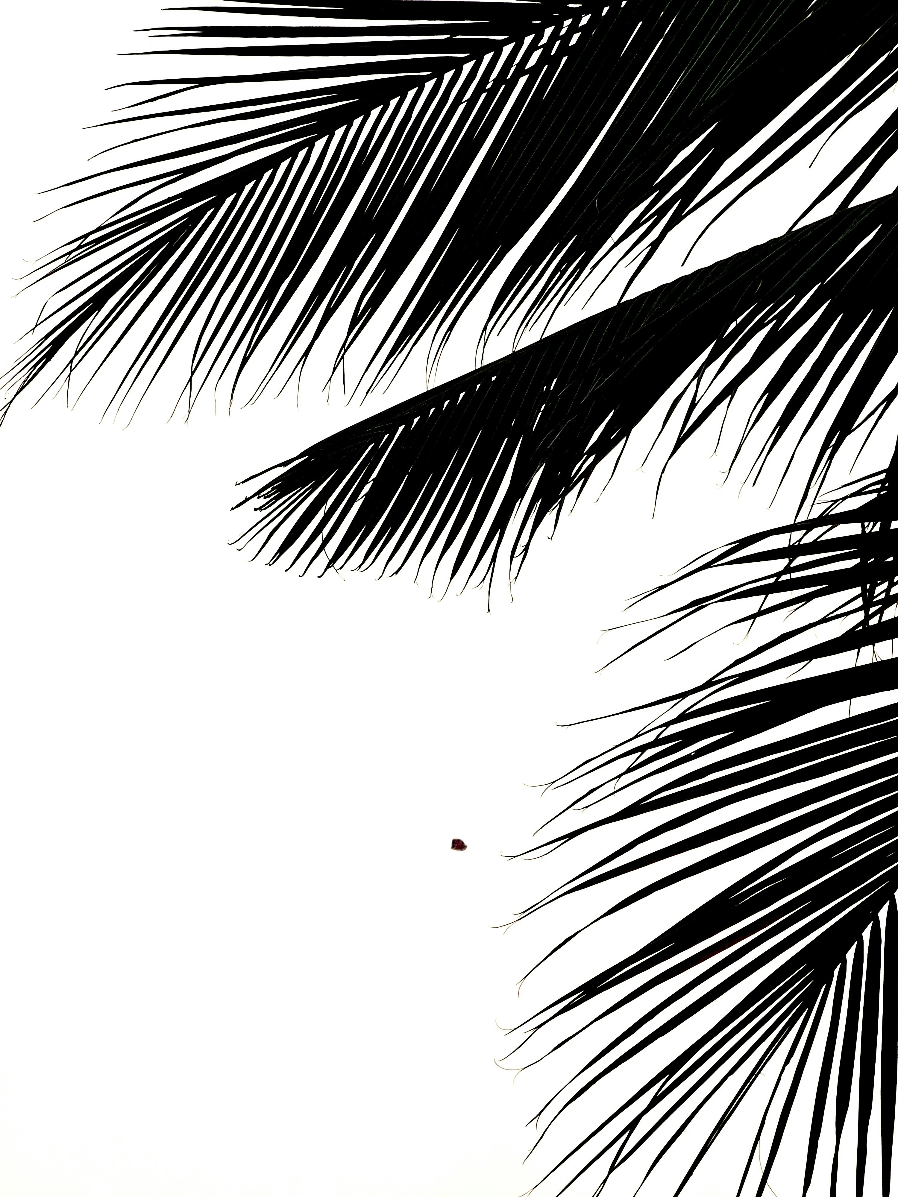 Red Speck Among Monochrome Palm Fronds