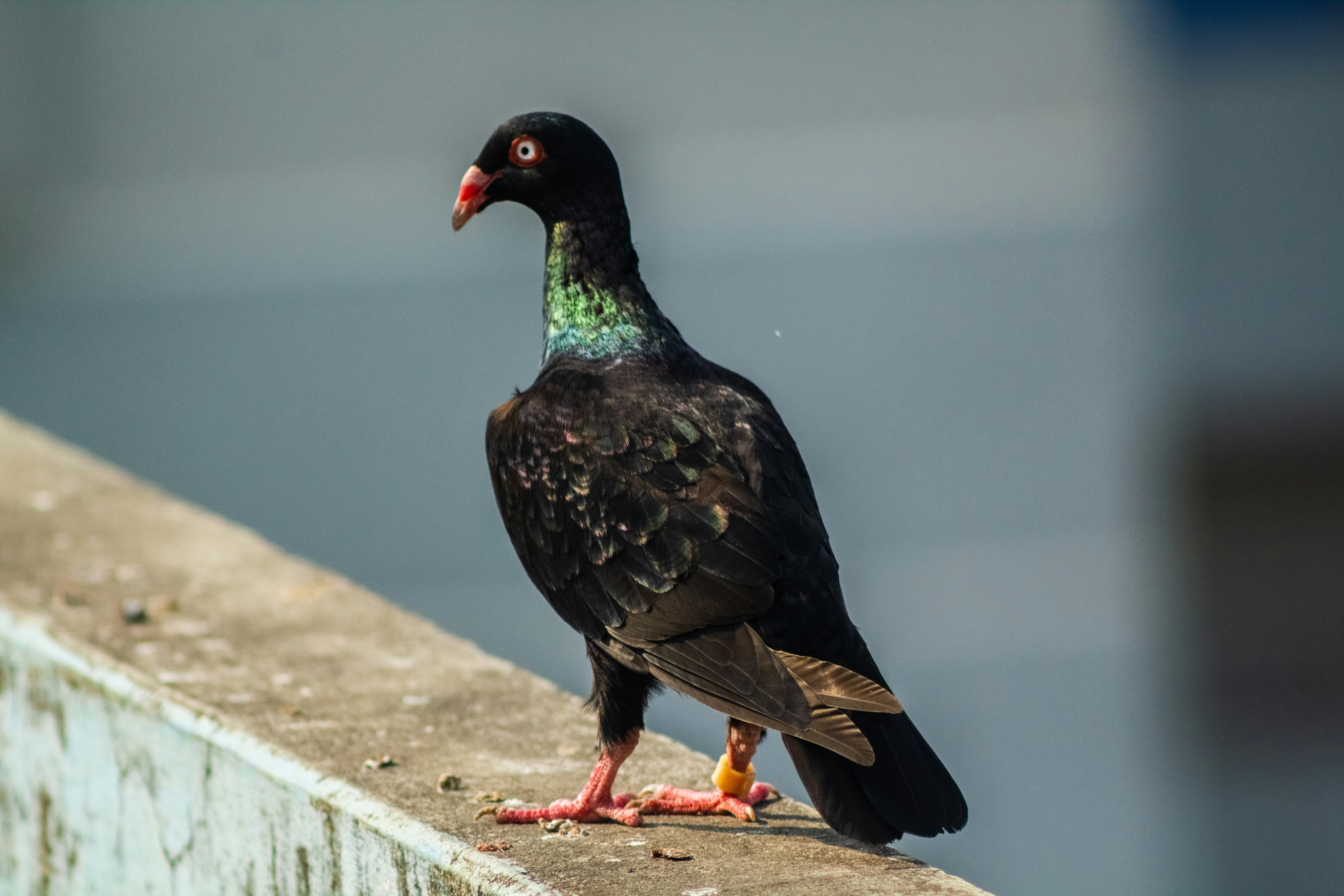 a black and green bird sitting on a ledge