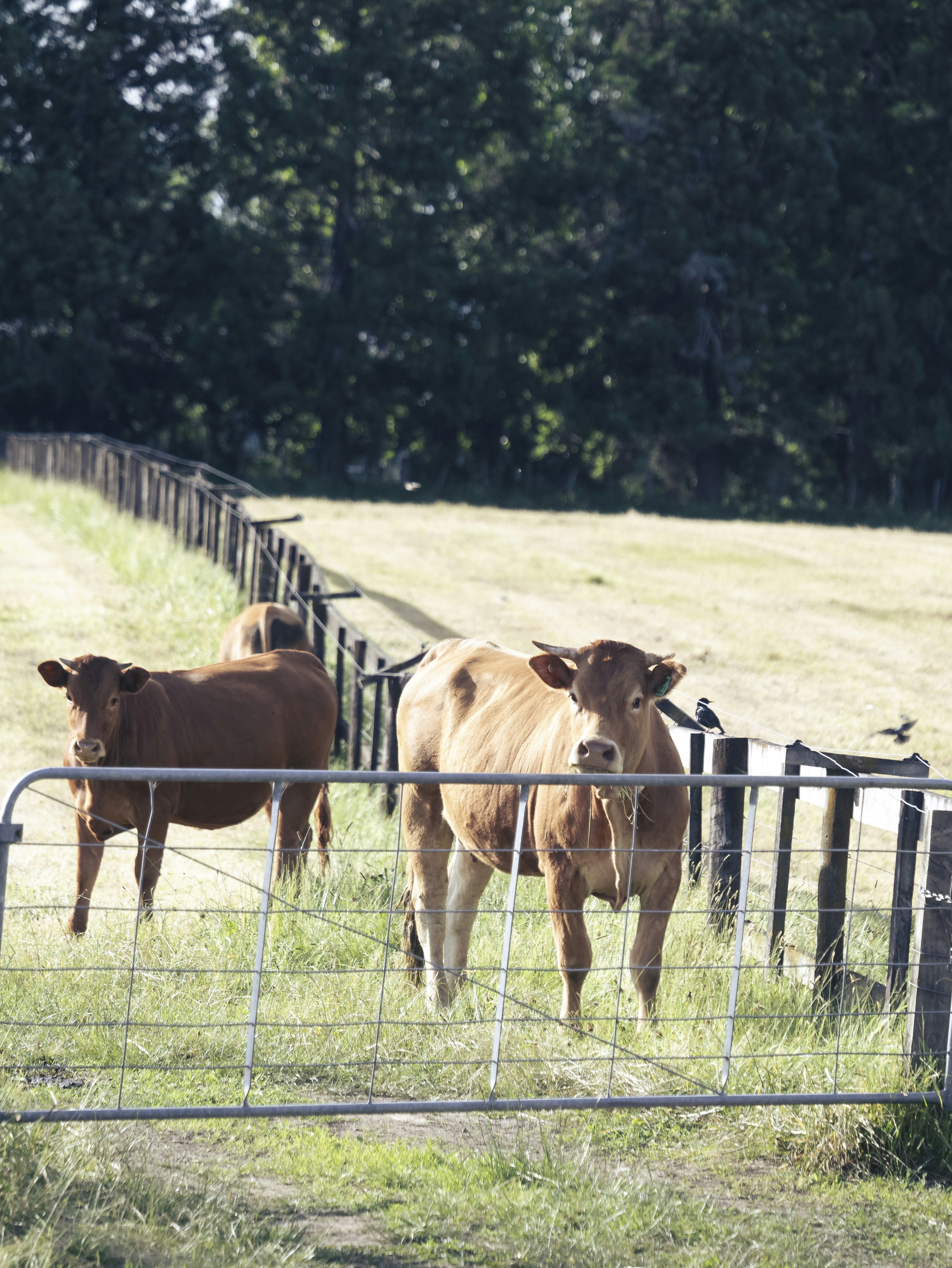 Pasture Gatewatch: Two Cattle at the Fence under Dappled Sun