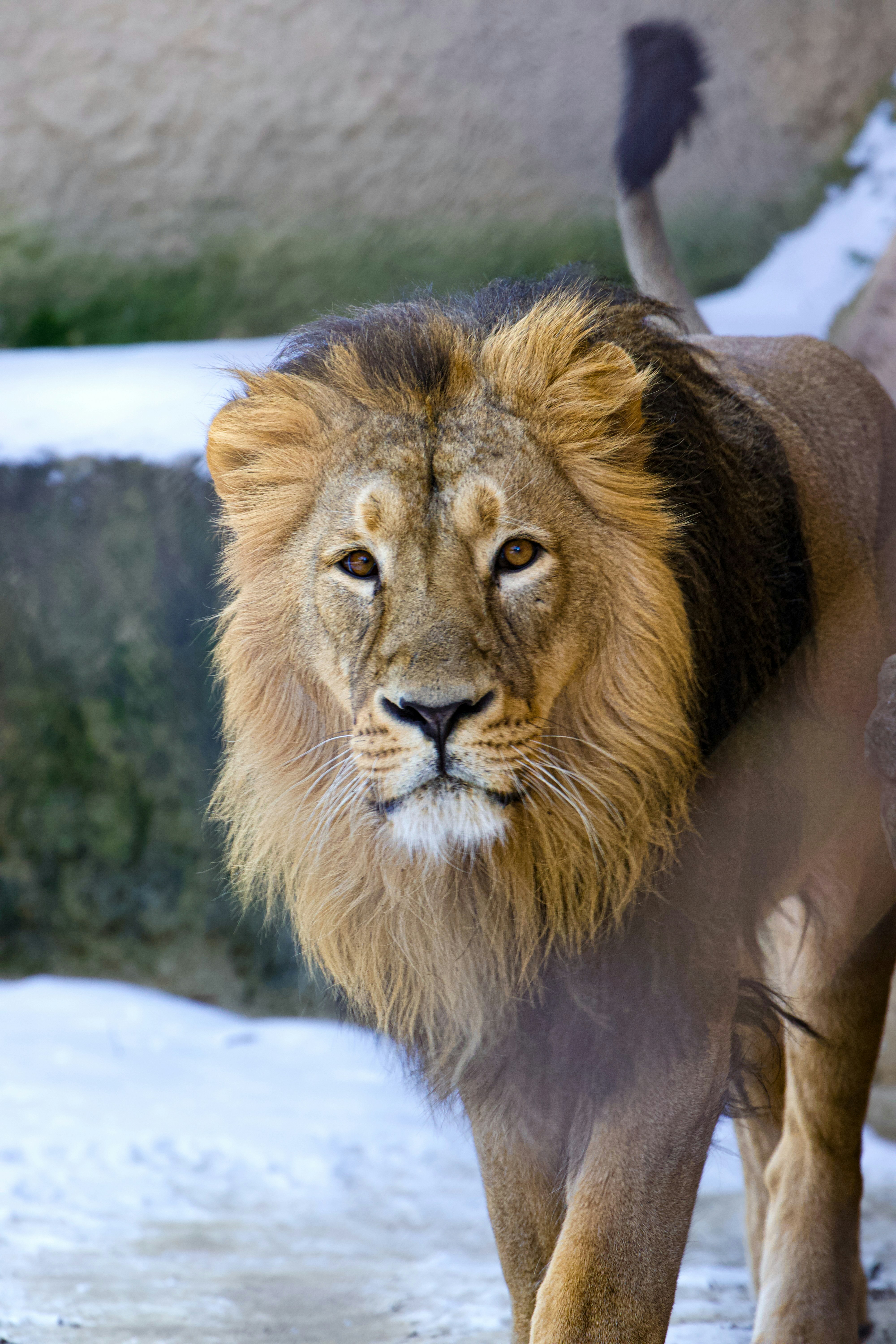 Winter Regent: The Lion's Gaze Through Snow