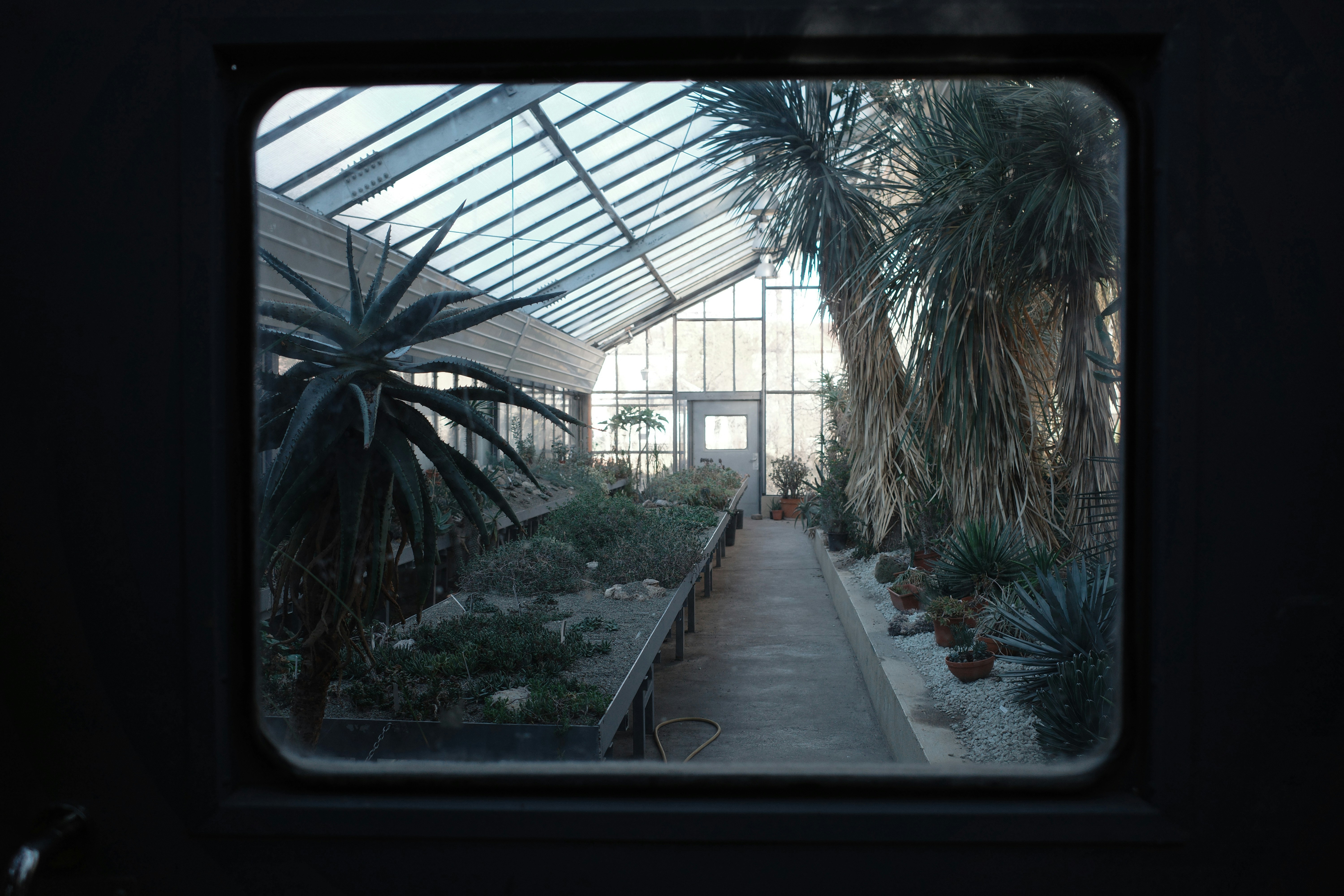 Between Glass and Leaves: A Quiet Glasshouse Corridor
