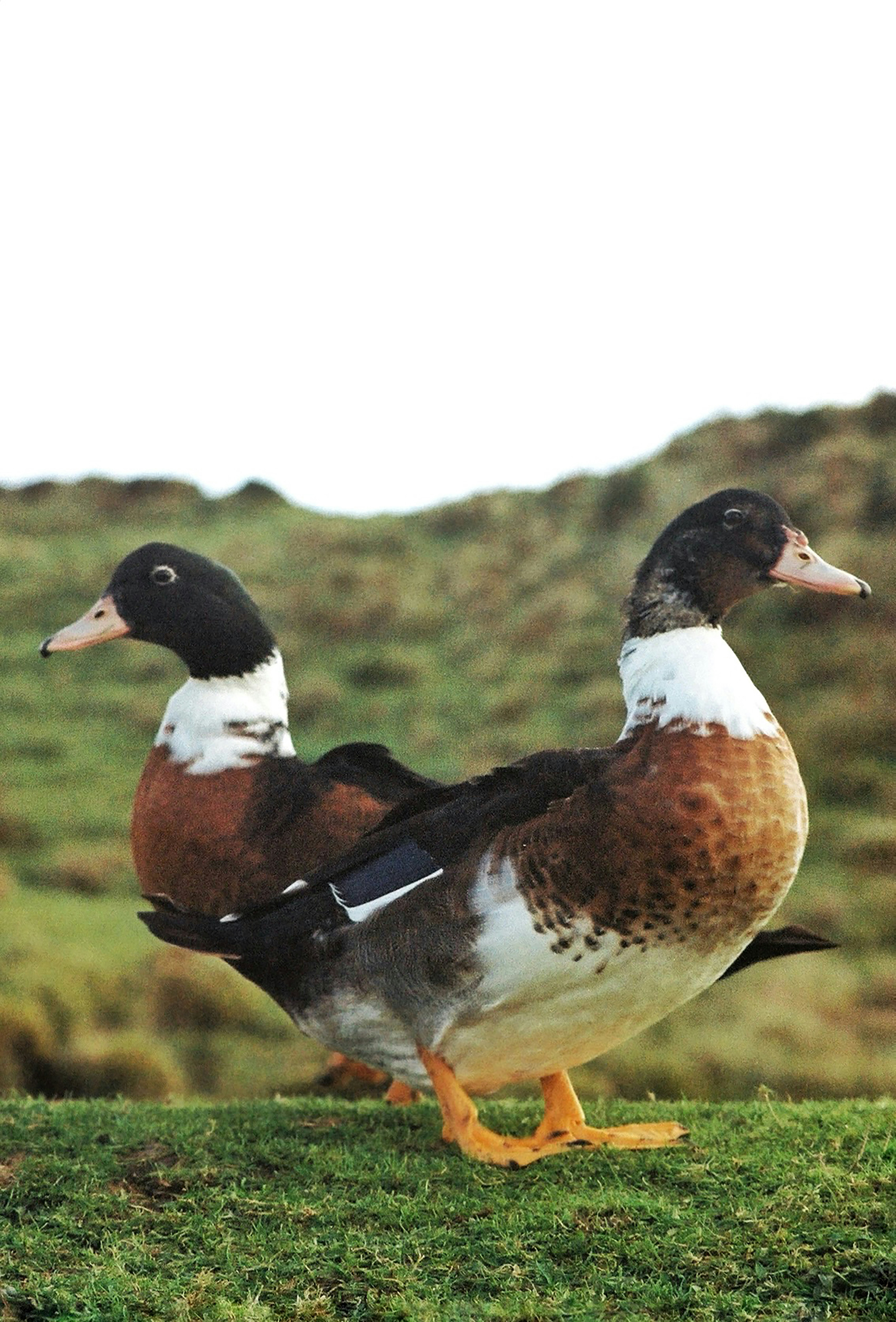 Duo on a Grassy Knoll: Ducks Paused in Daylight