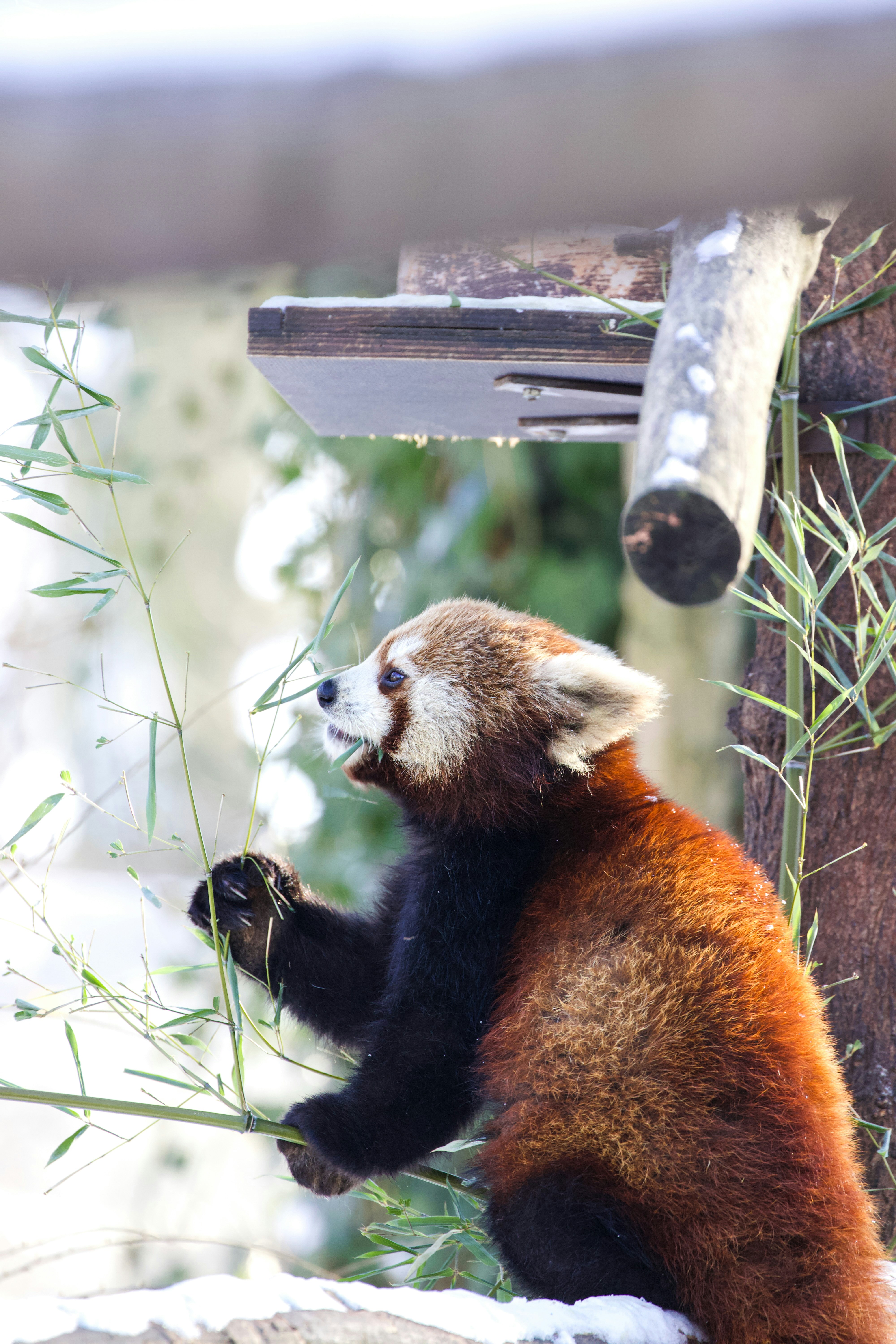 A red panda eating bamboo in a zoo enclosure photo – Free Animal Image ...