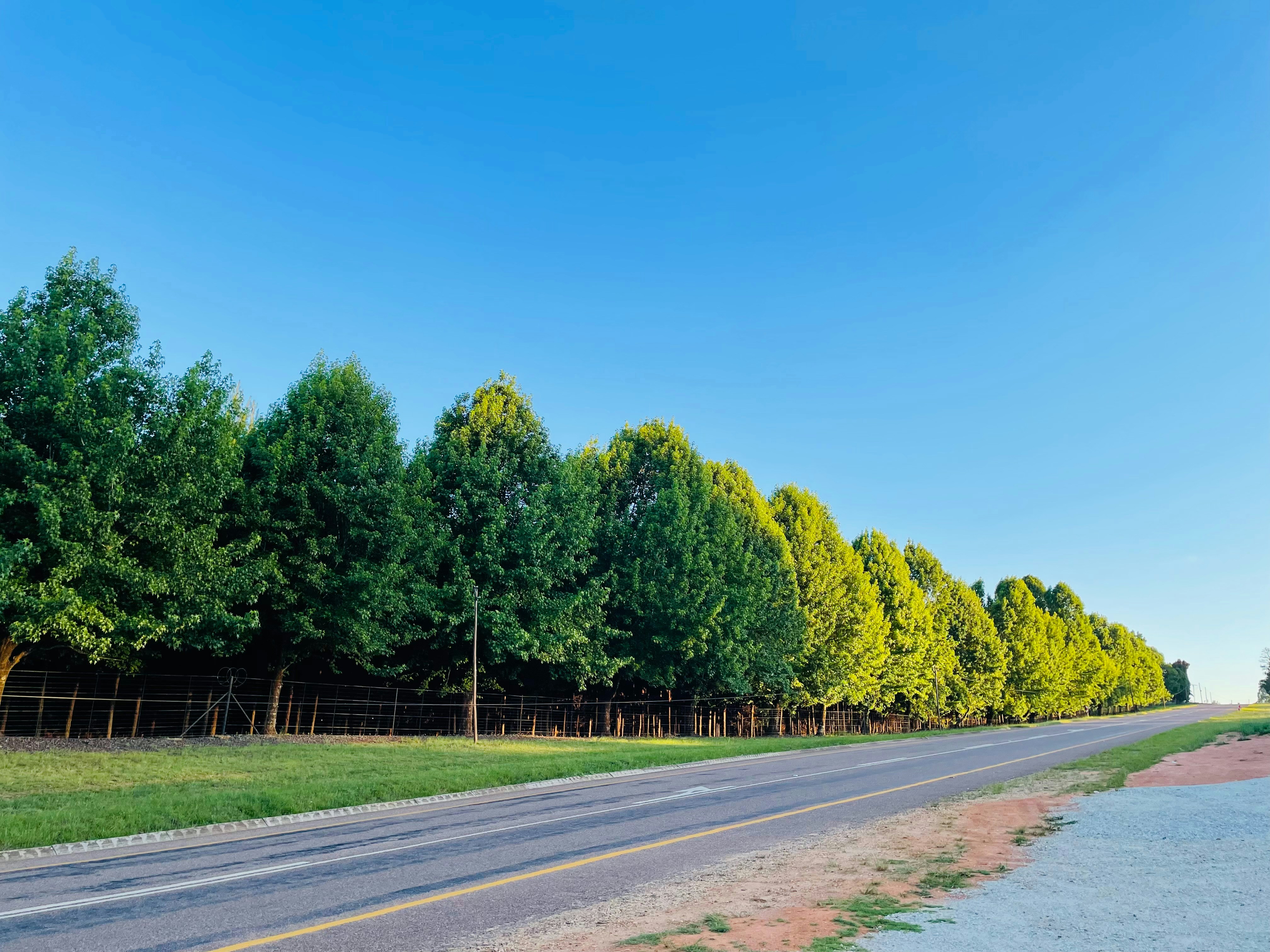 Row of trees along a sunlit highway