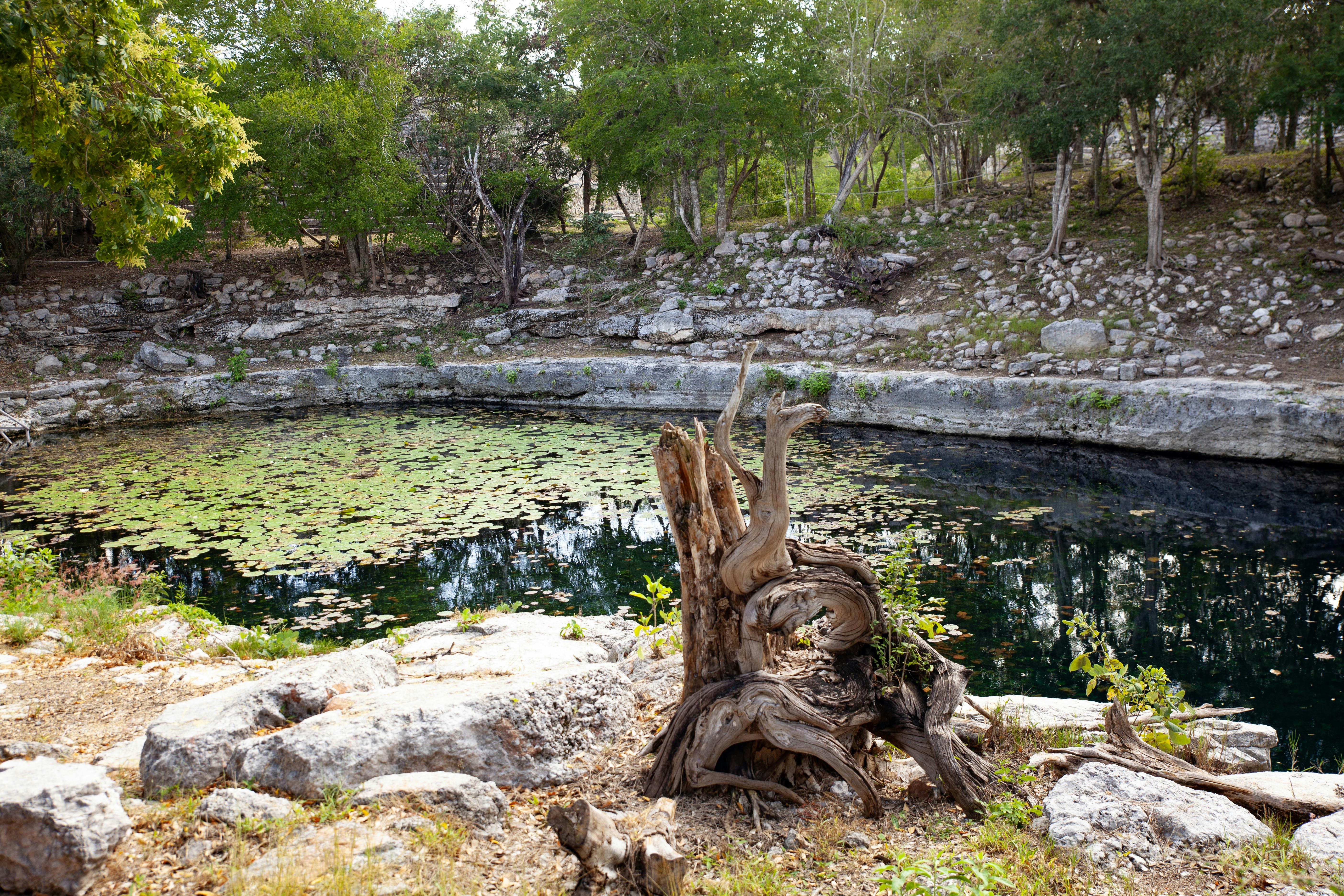 Ancient stump by a lily-covered pond under a rocky, shaded bank