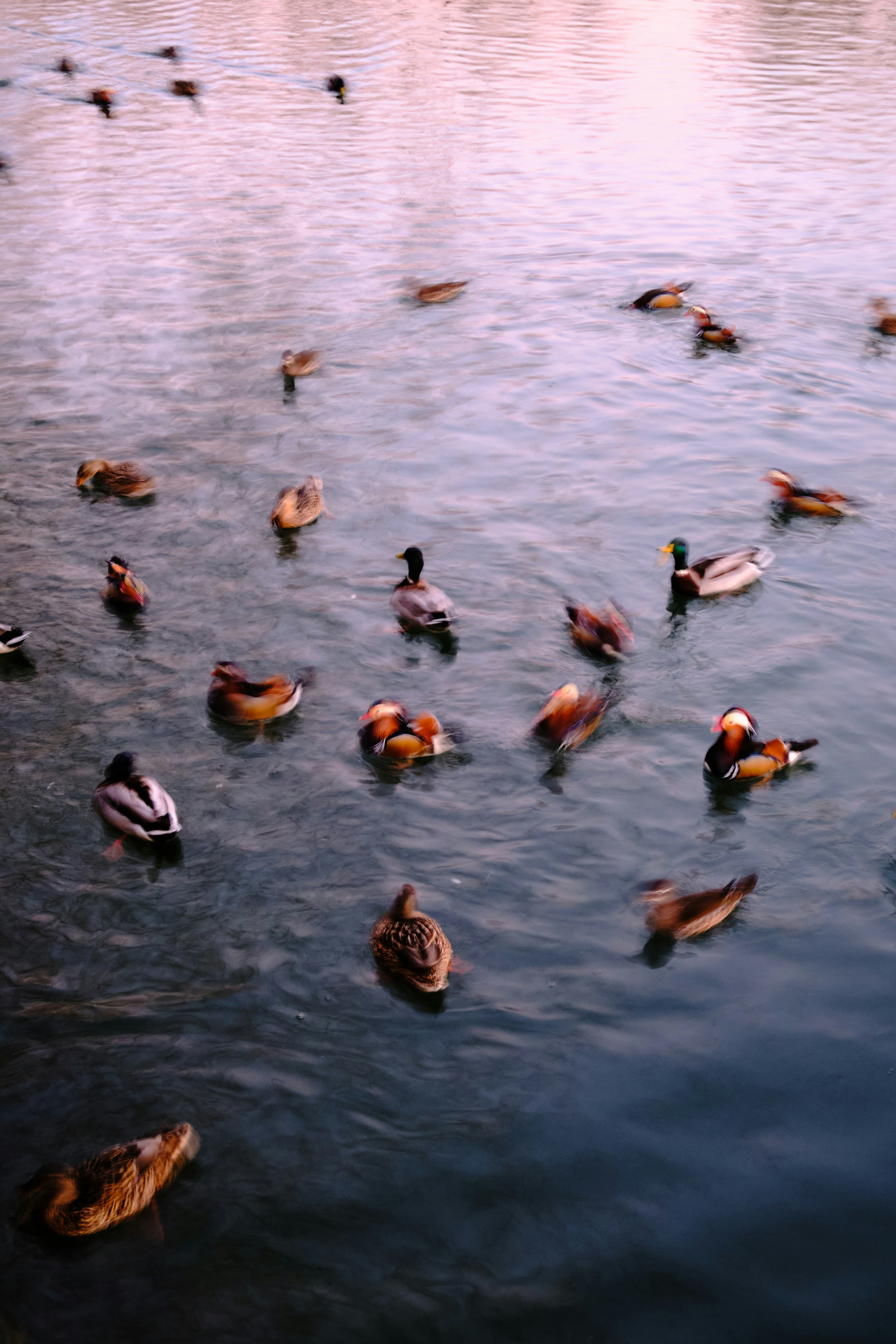 A flock of ducks floating on top of a lake photo – Free Ducks Image on ...
