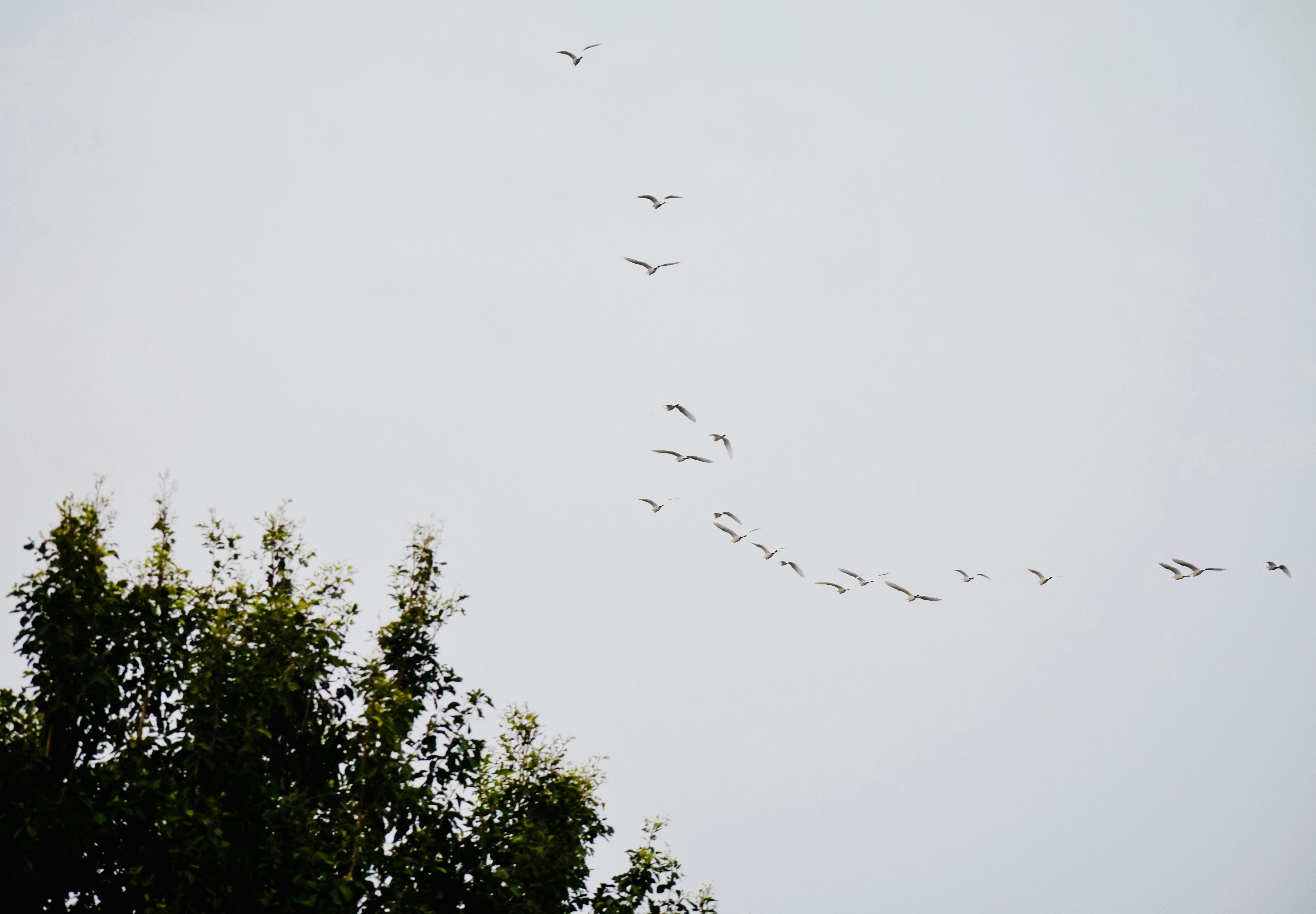 V-formation Over a Quiet Canopy