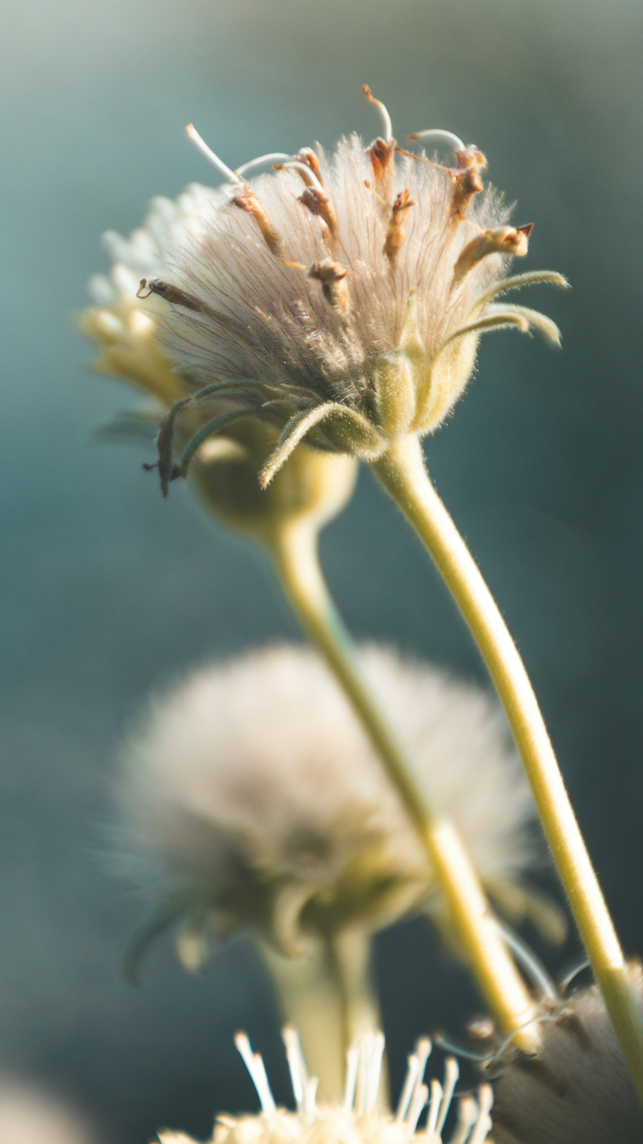 Velvet Seed Heads in Backlight: A Macro Study of Fragile Petals