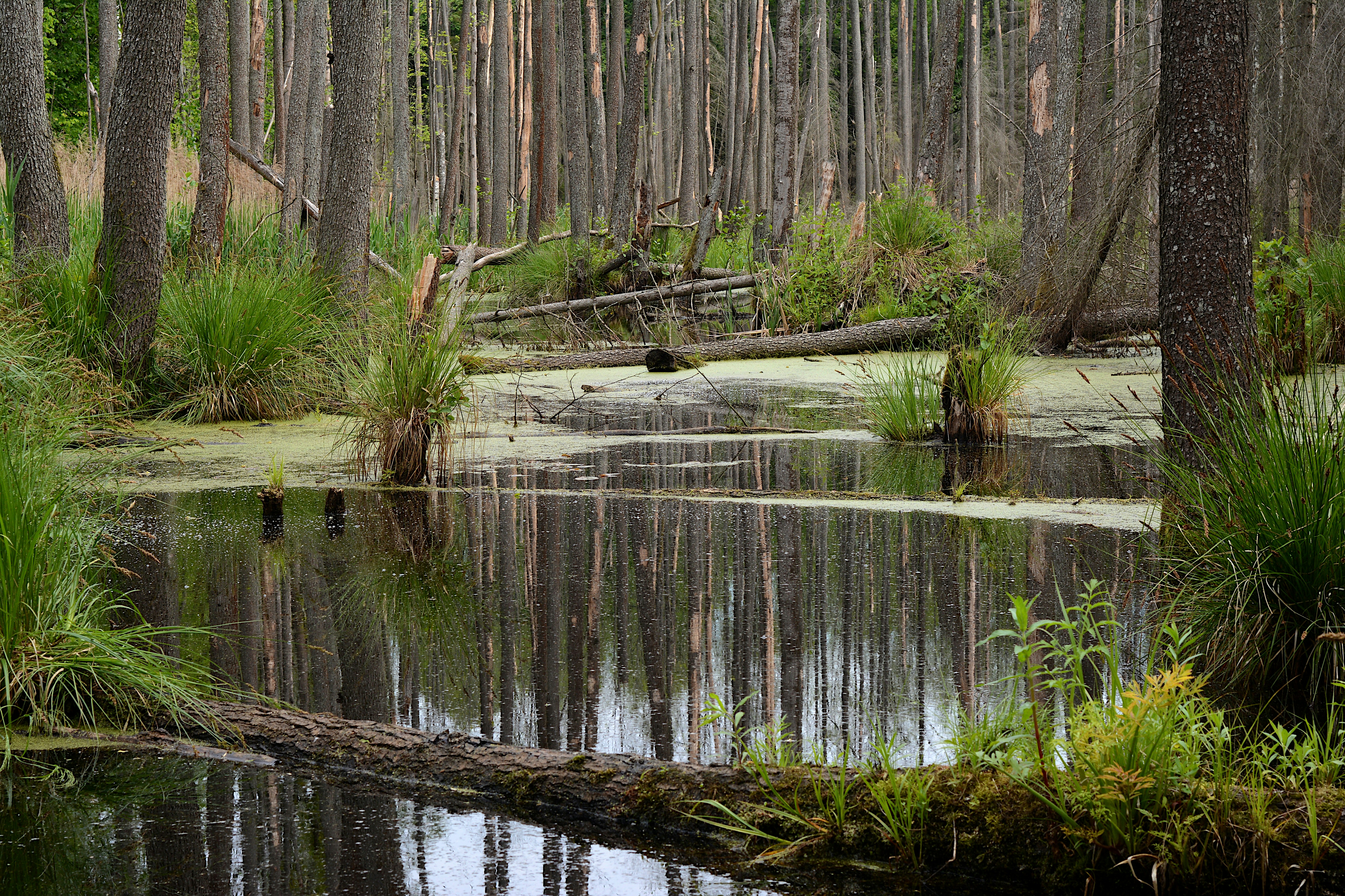 A swamp filled with lots of water surrounded by trees photo – Free ...