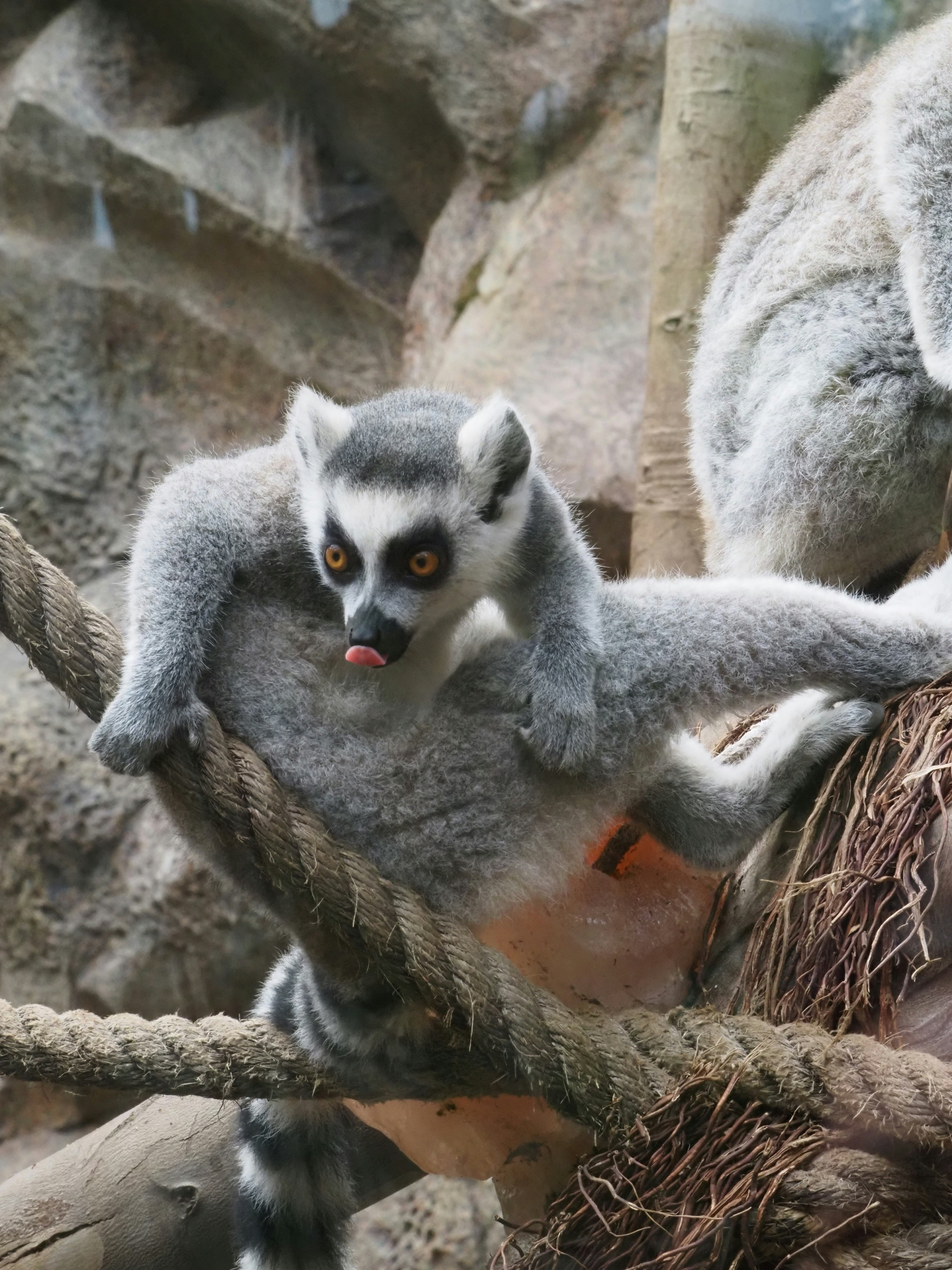 A young lemur clings to thick ropes in a rocky enclosure, eyes bright and tongue playfully extended.