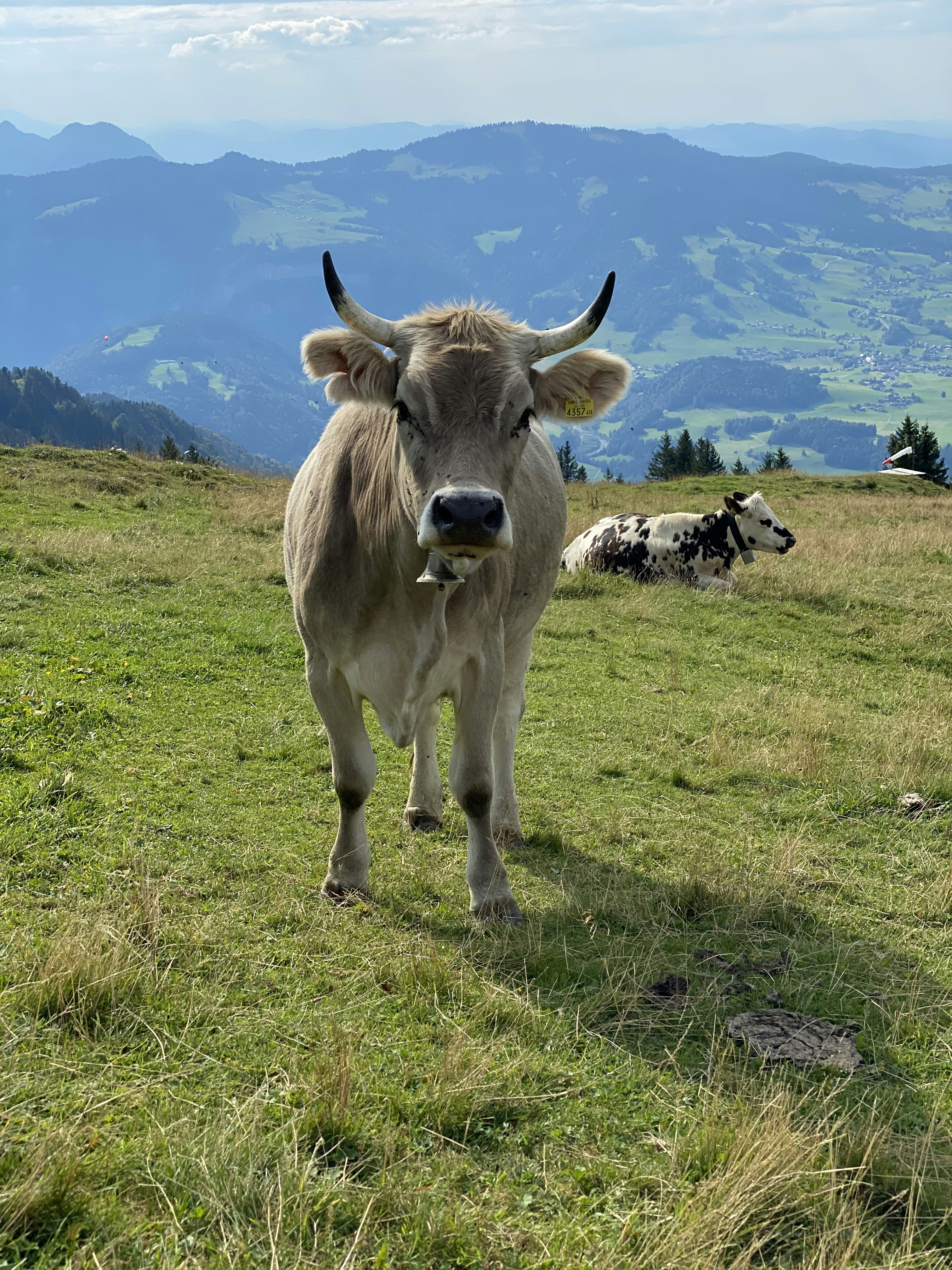 A curious cow stands prominently in the foreground, with a distant view of lush green hills and mountains in the background. Another cow grazes peacefully nearby.
