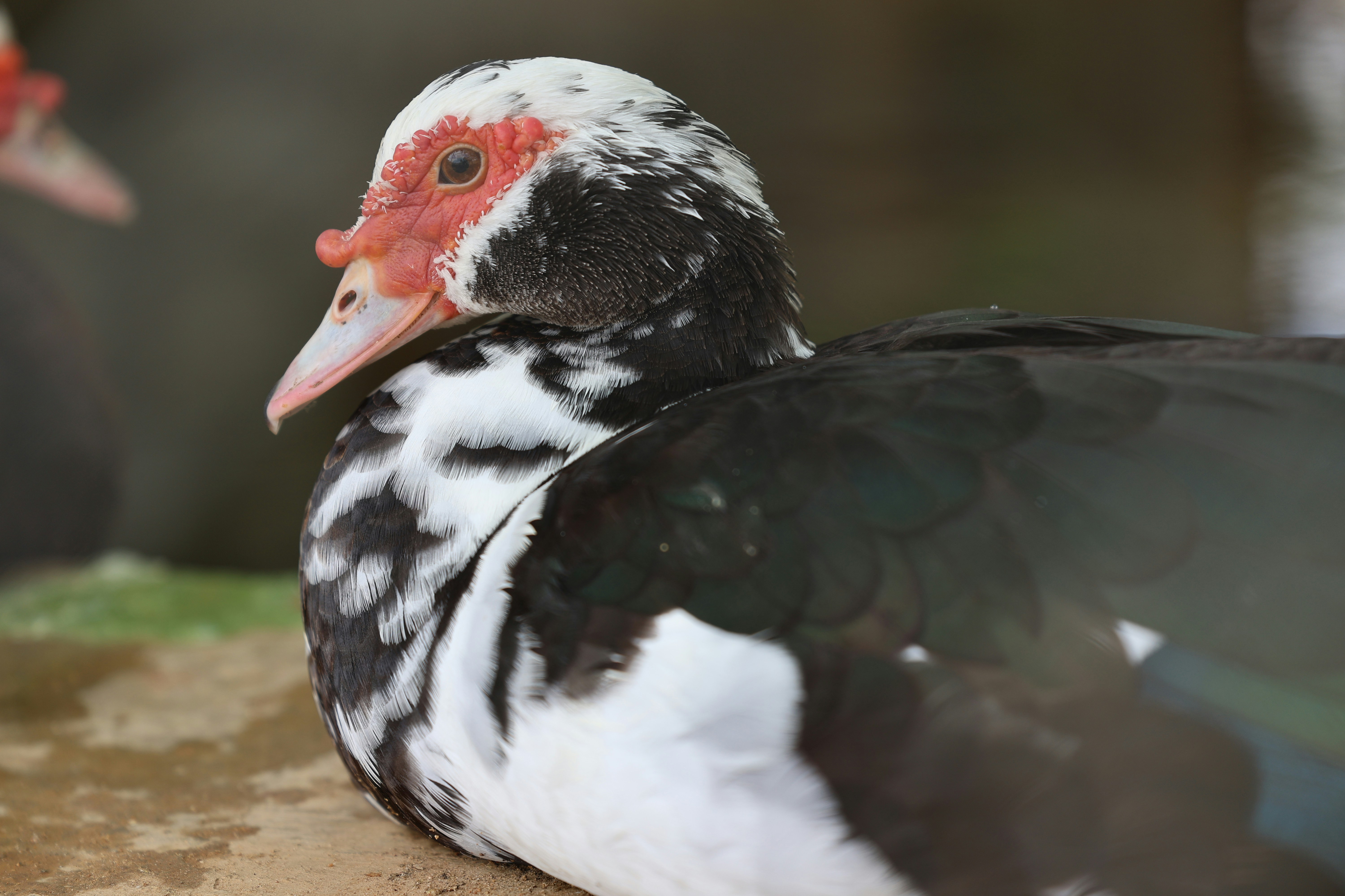 Muscovy Duck Portrait: Red Mask, Black-and-White Plumage by the Pond