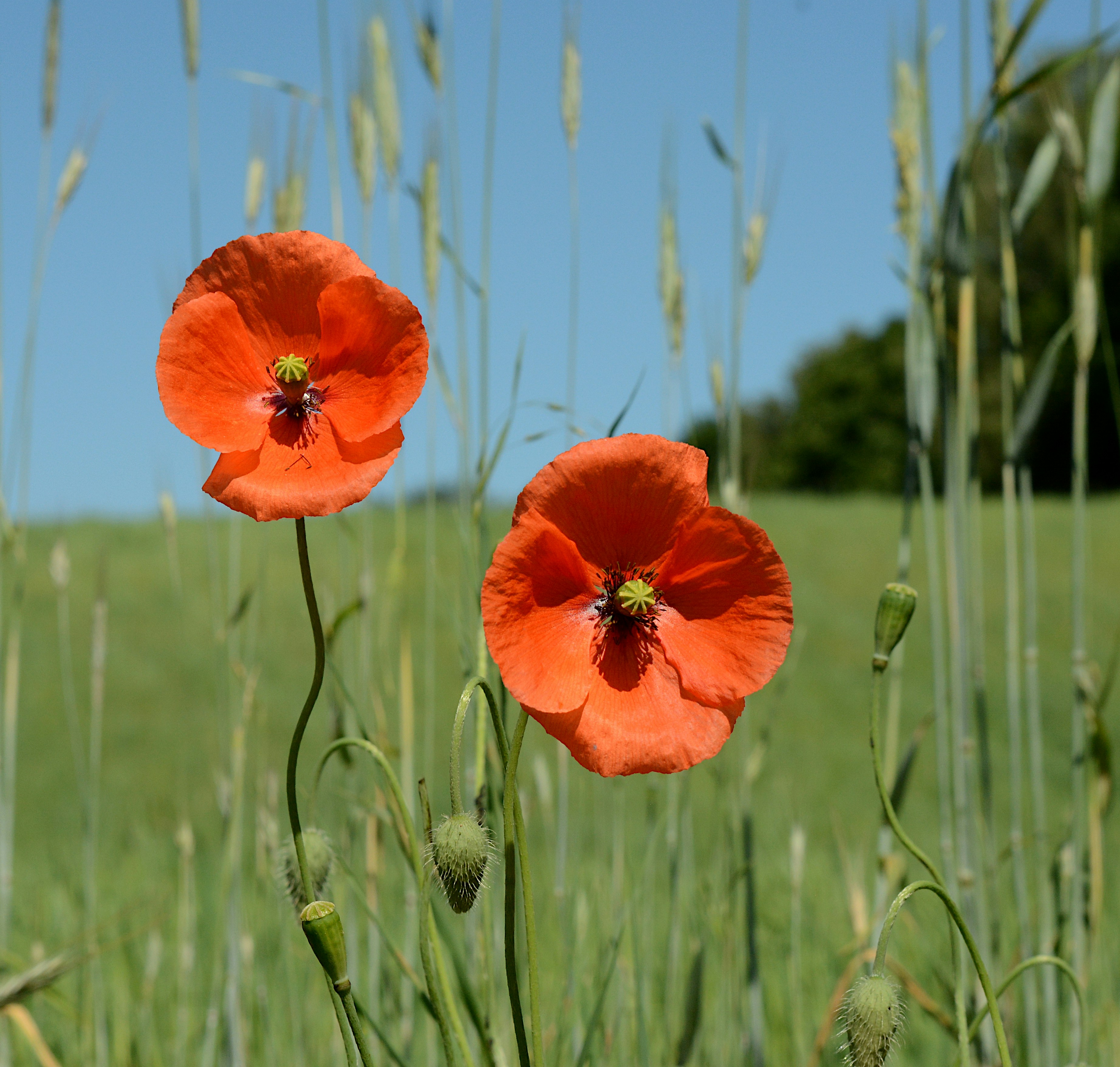 Two Scarlet Poppies in a Sunny Meadow