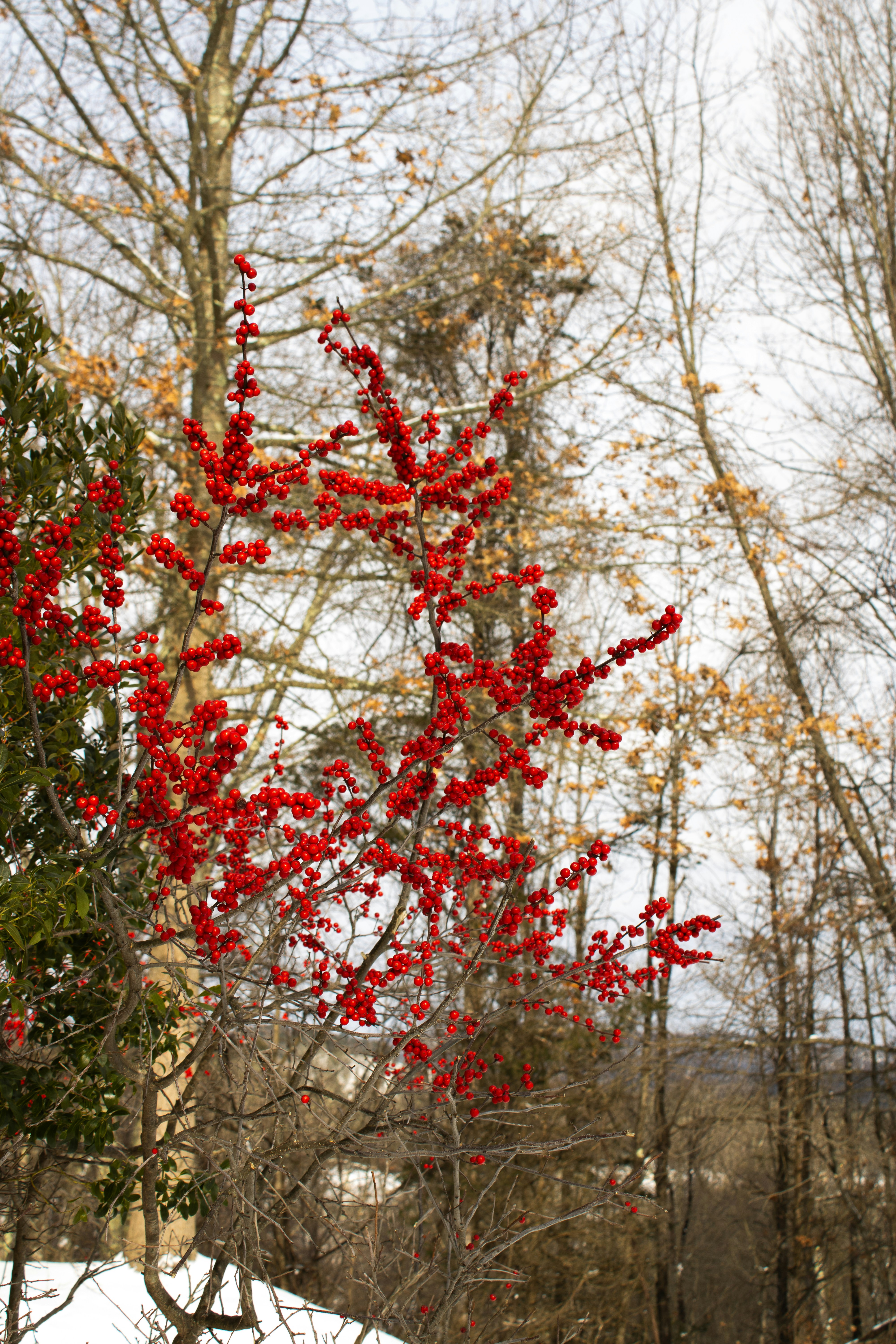 Un arbre avec des baies rouges dans la neige photo – Photo Montagnes ...