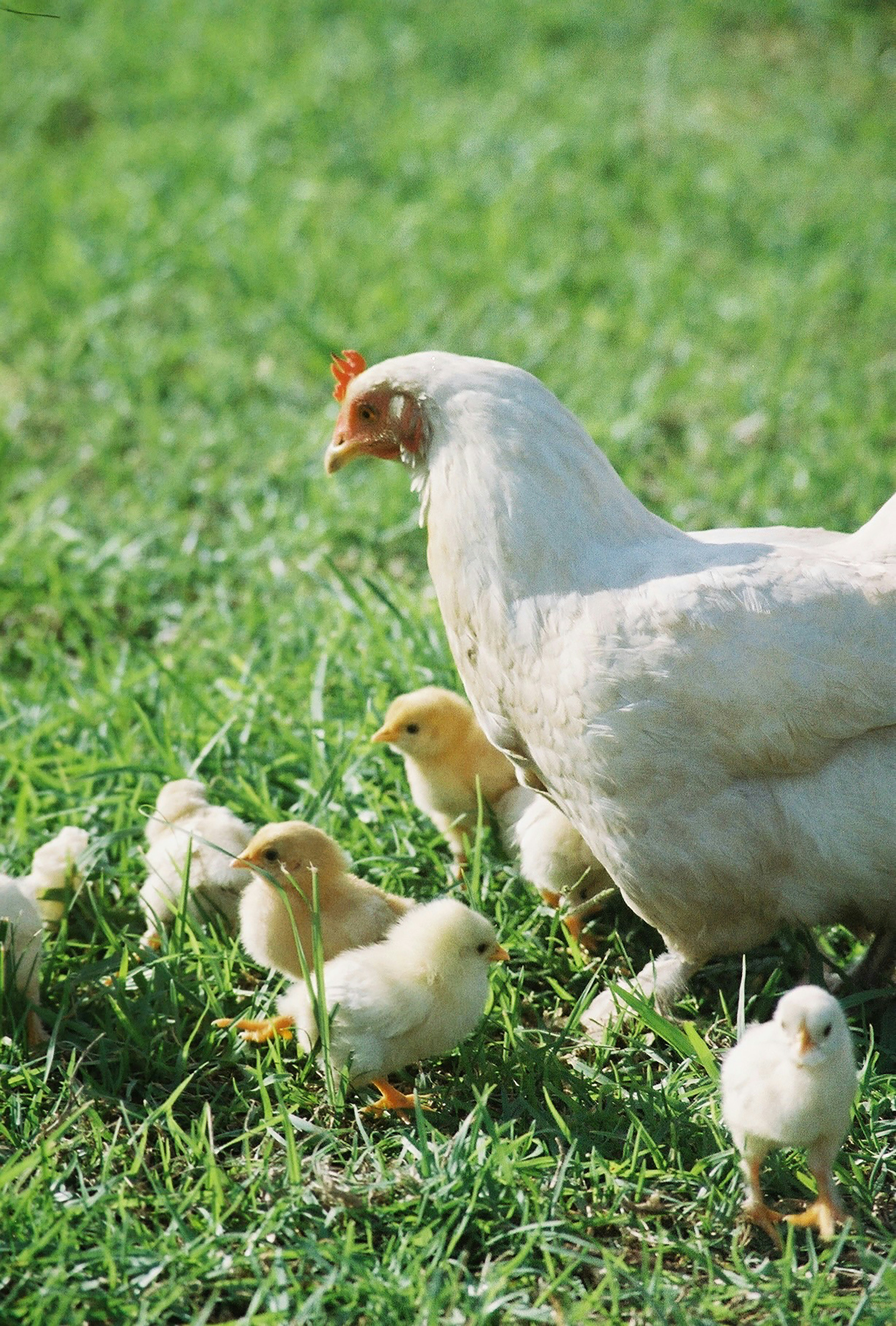 Hen leading her chicks across a vibrant green field, showcasing a nurturing scene of nature's harmony.