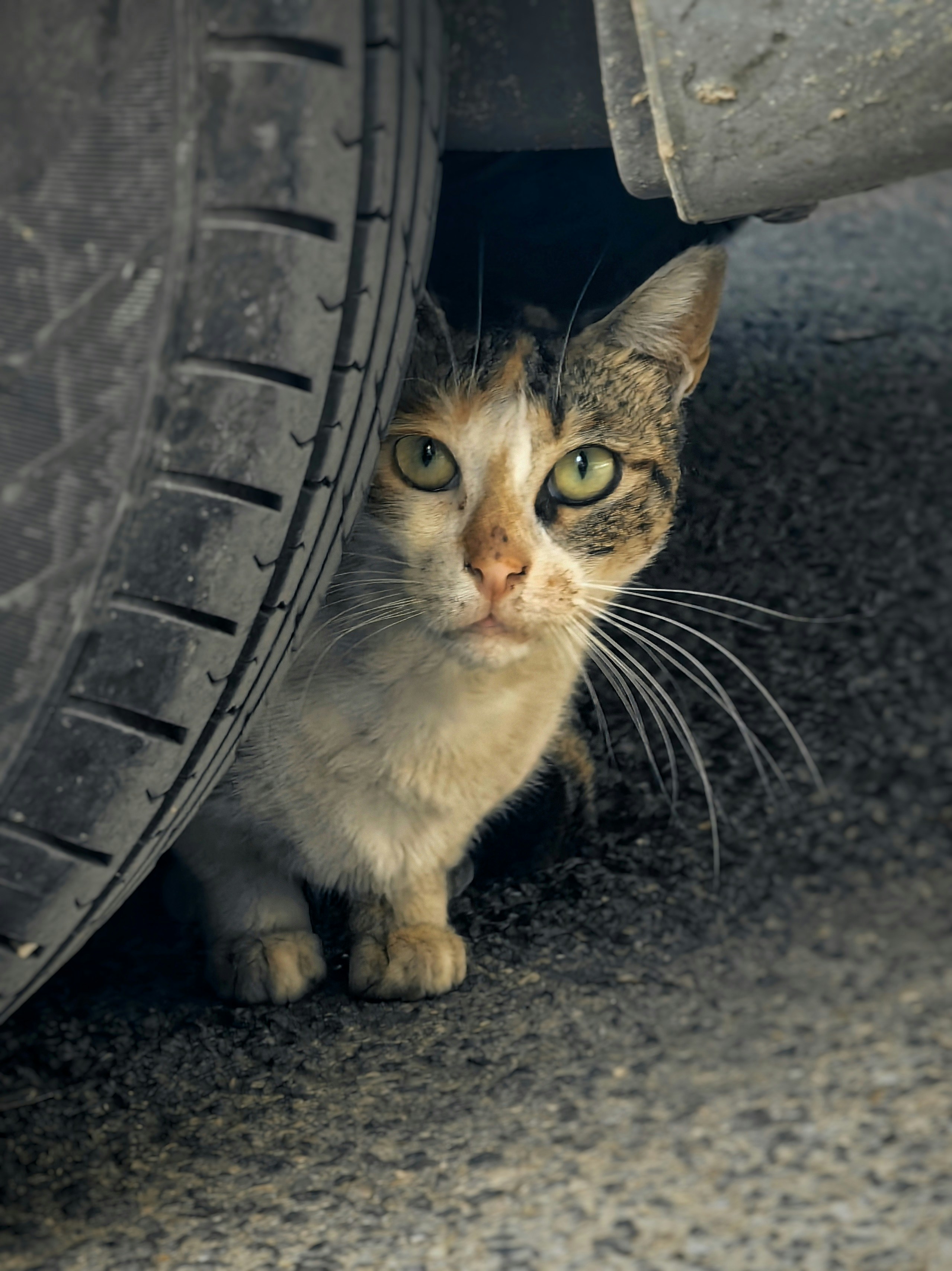 Calico cat crouches under a car tire, peering directly at the camera with wide, attentive eyes.