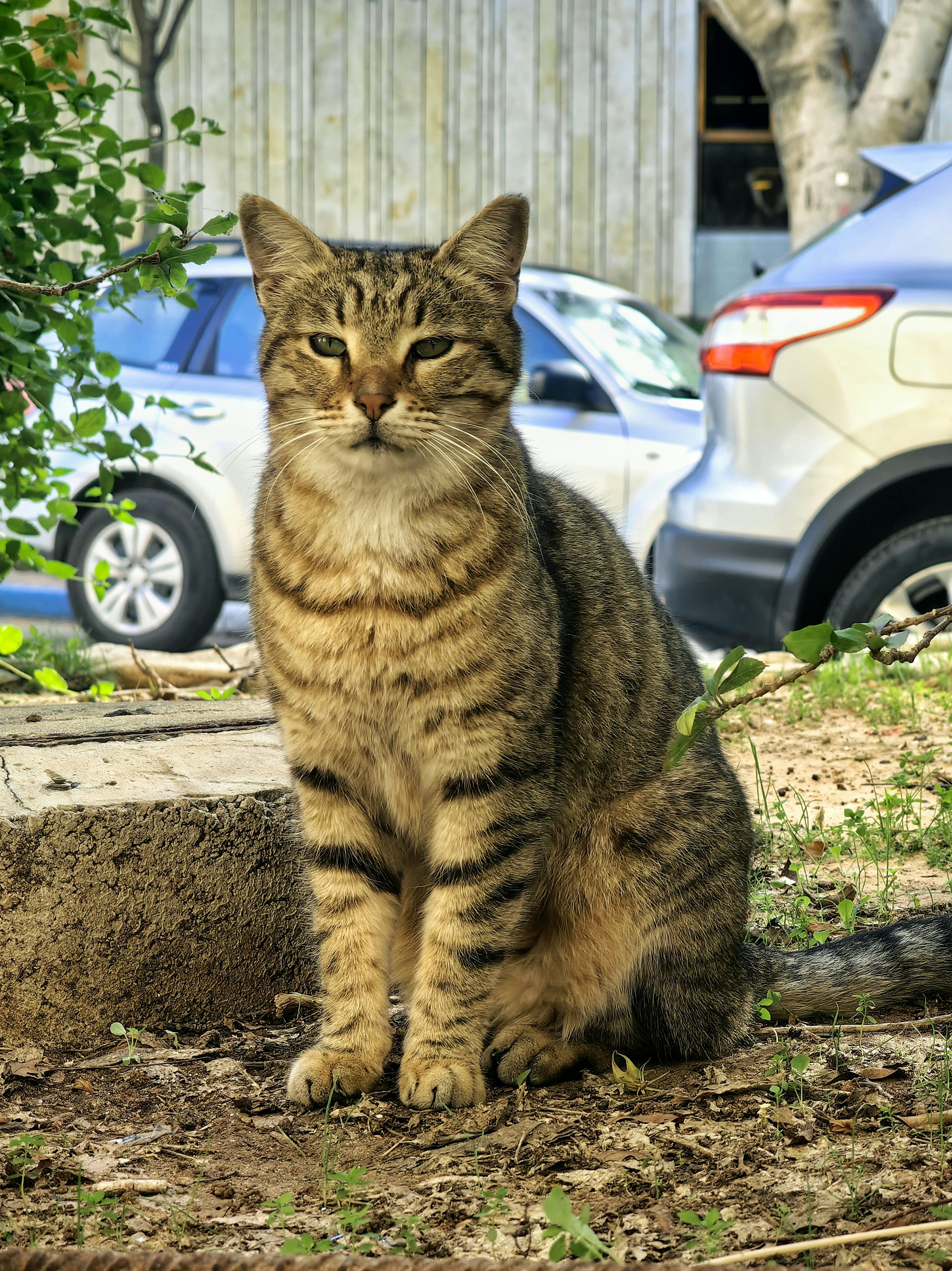 Photograph of a tabby cat sitting on a dirt patch with parked cars and green foliage in the background.