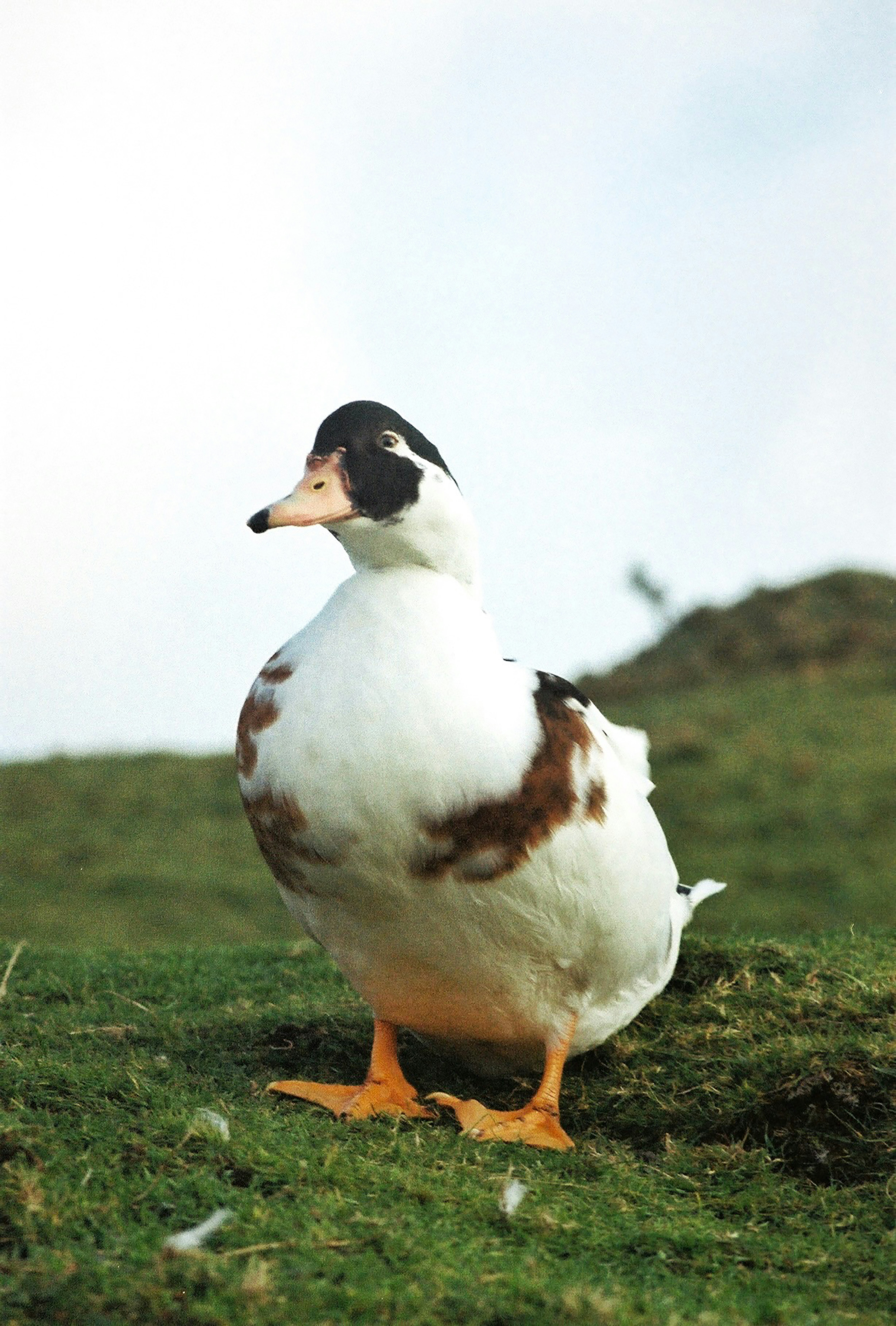 A duck is standing on a grassy hill photo – Free Ilha do pico Image on ...