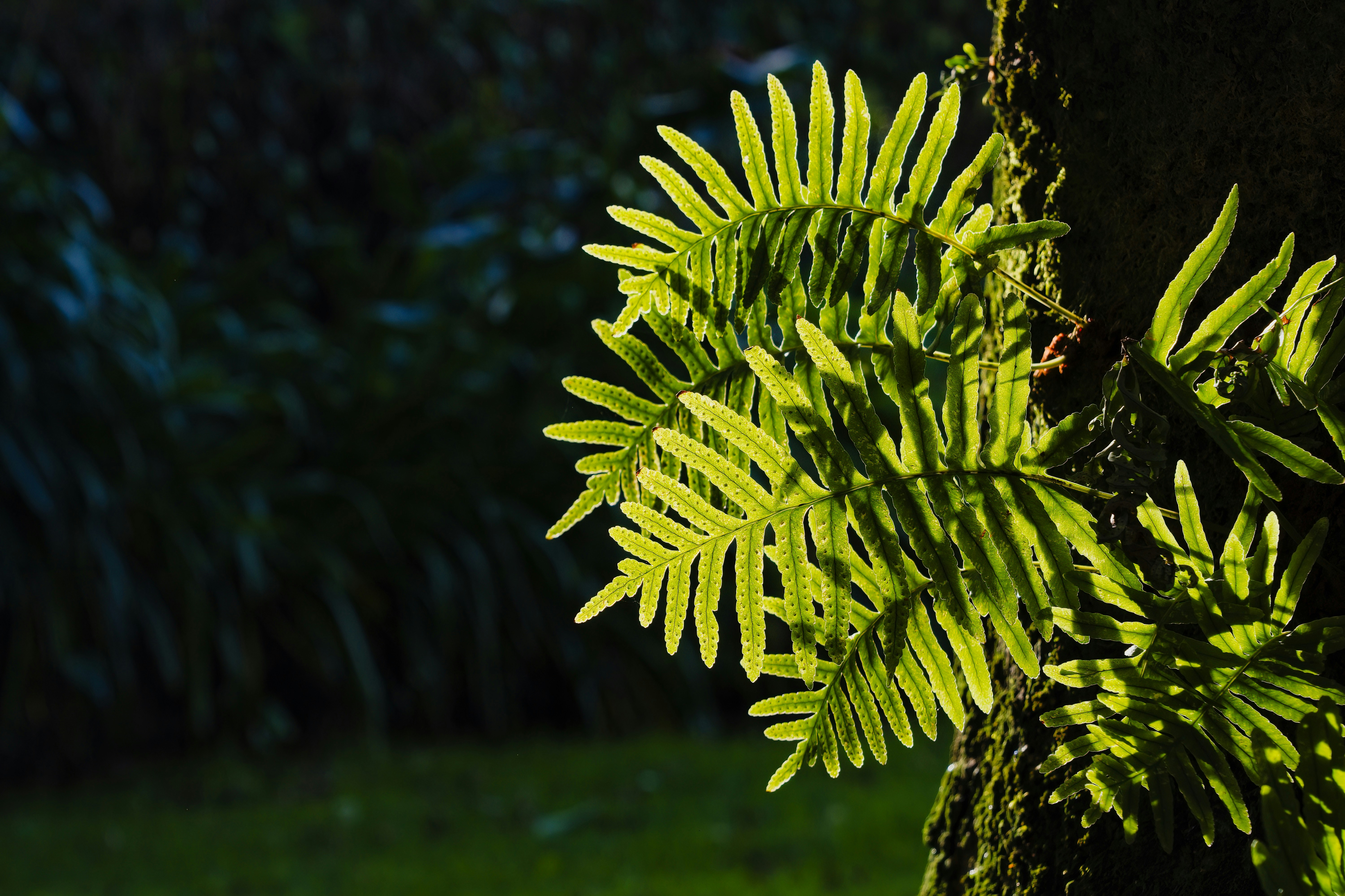 Sunlit Fern Fronds Gripping a Mossy Trunk in Dappled Shade