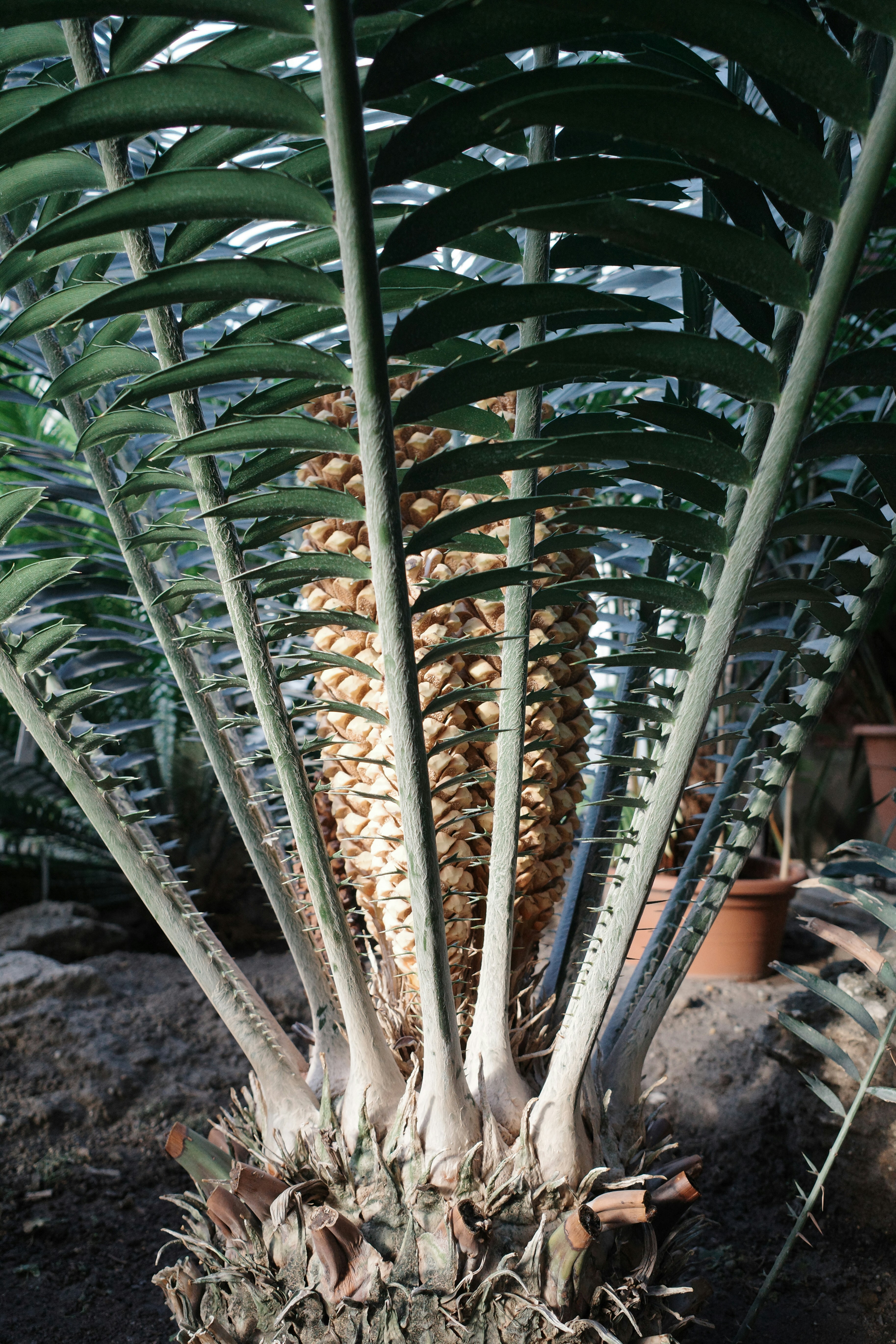 Cone Centerstage: Radiating Fronds Embrace a Cycad