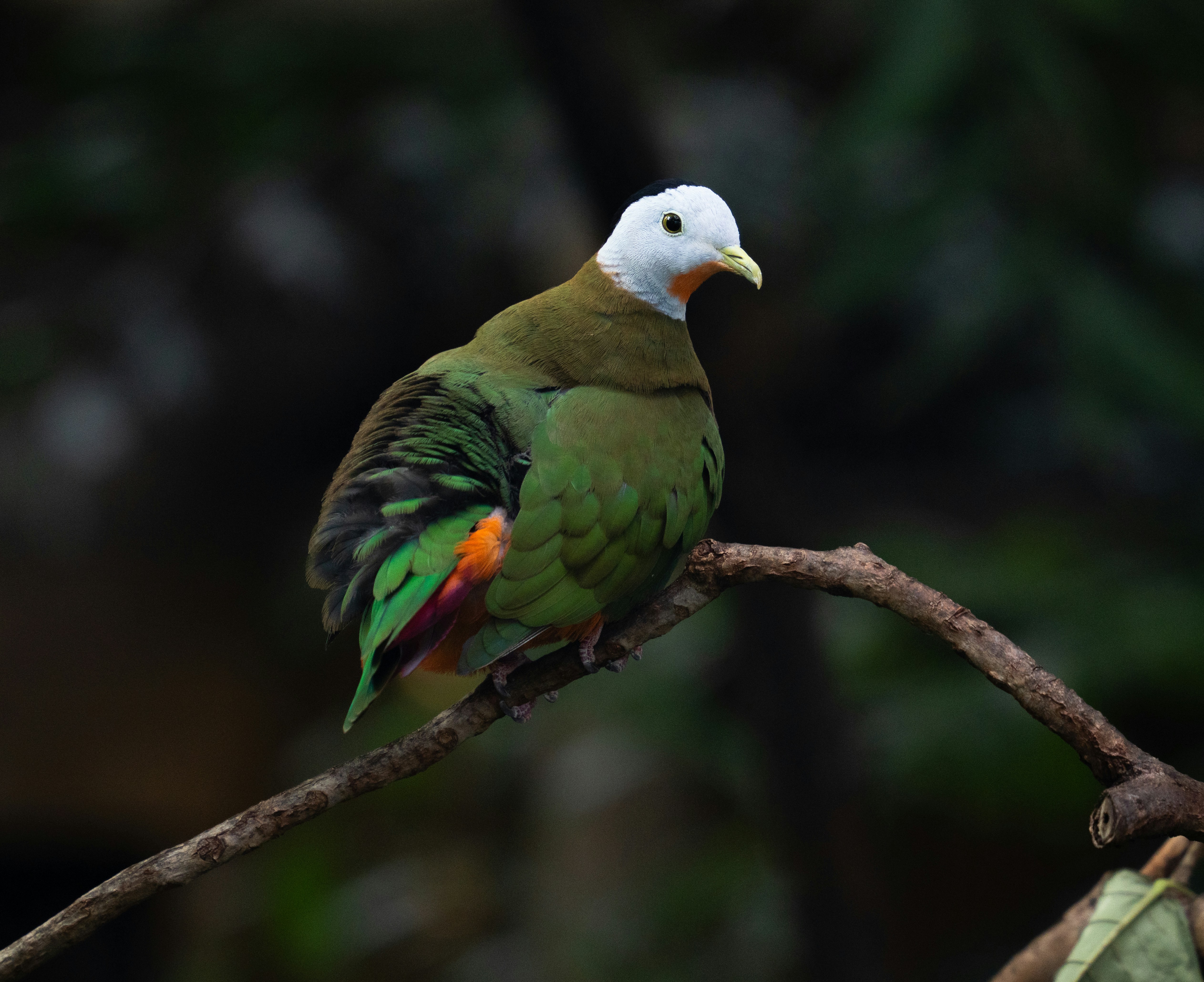 Emerald-Tailed Parrot with White Head Perches on a Weathered Branch