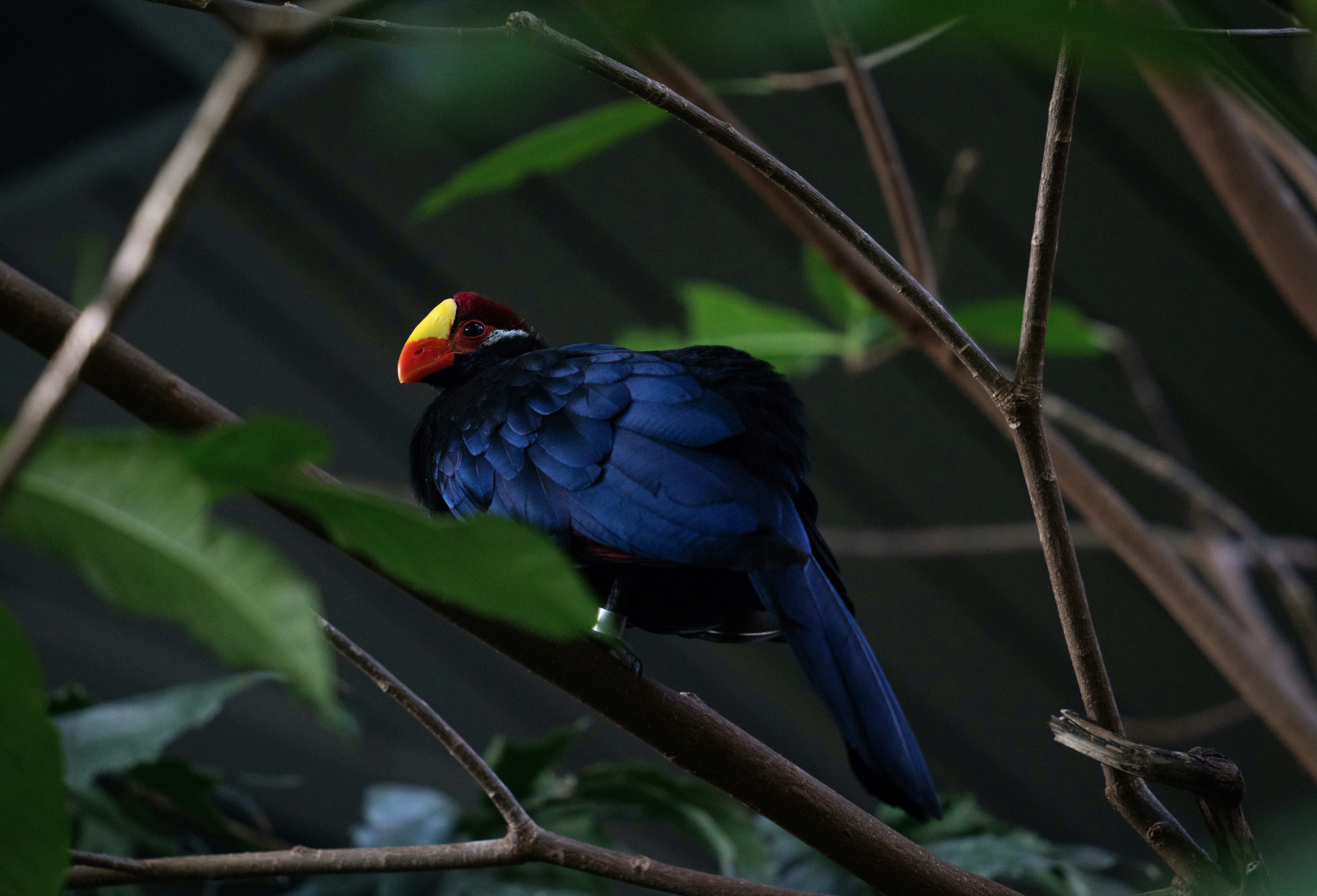 Vibrant Plumage in the Canopy