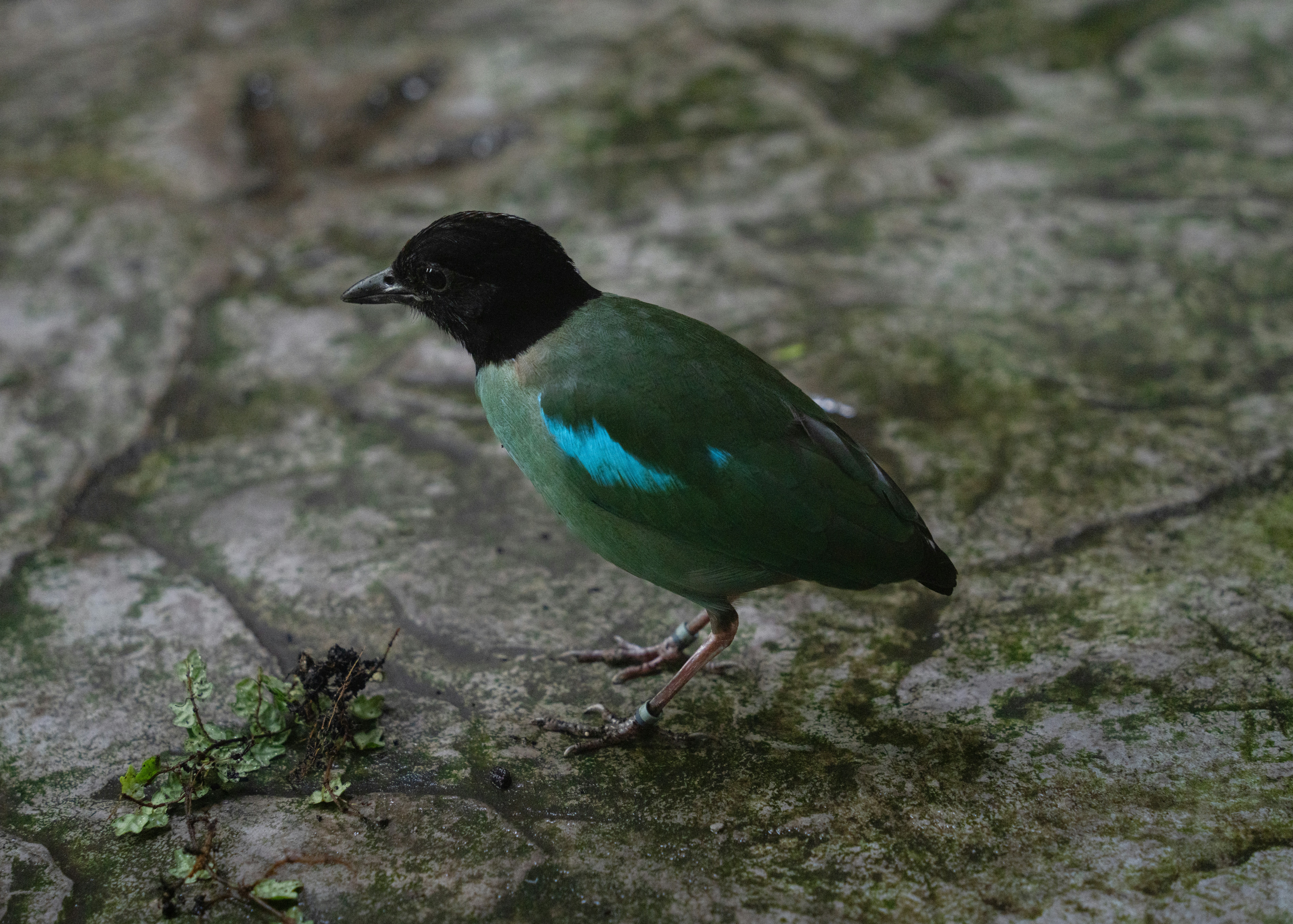 Emerald-shouldered Sunbird paused on a mossy rock
