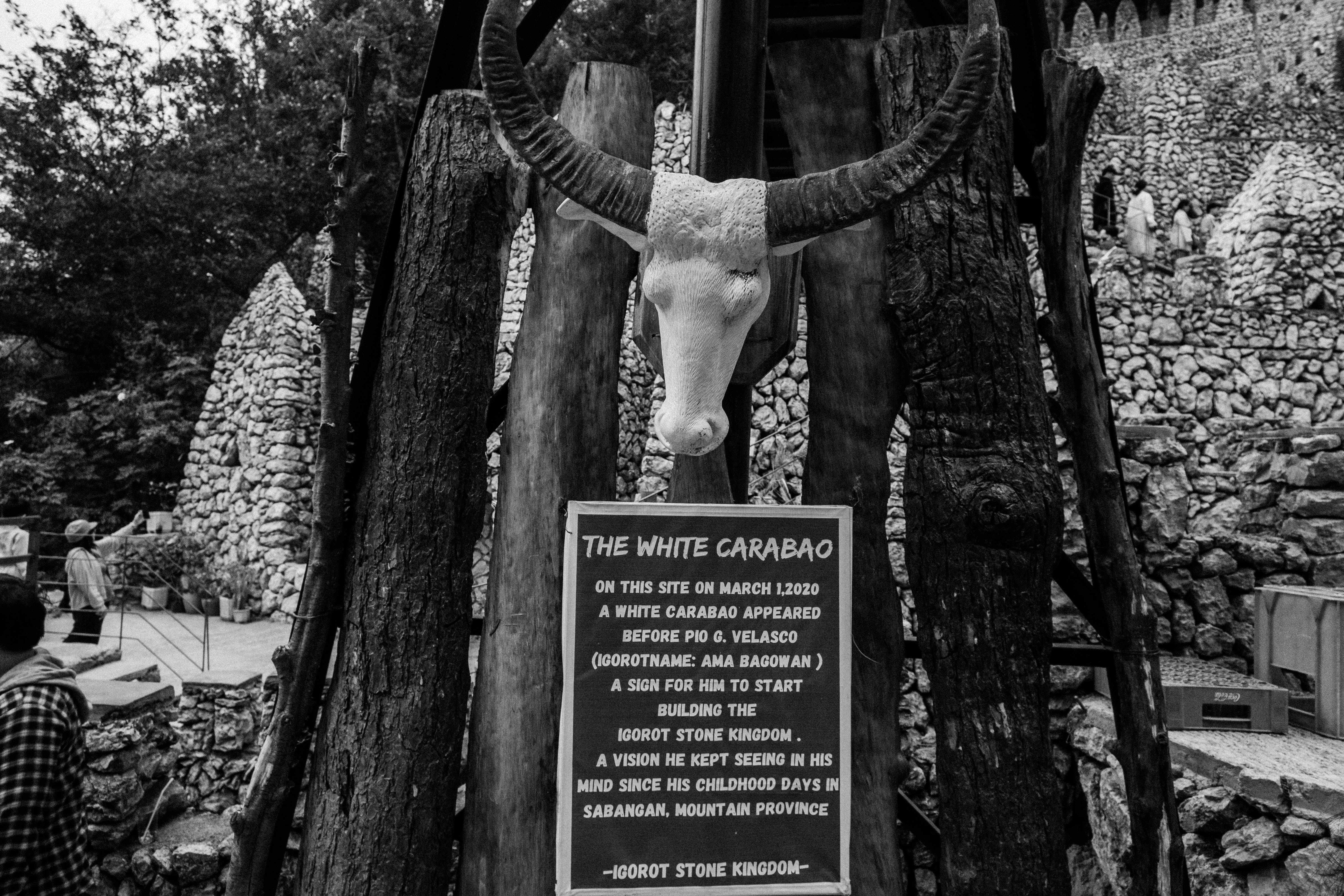 Rustic Horned Reliquary: The White Carabao Sign at Dusk