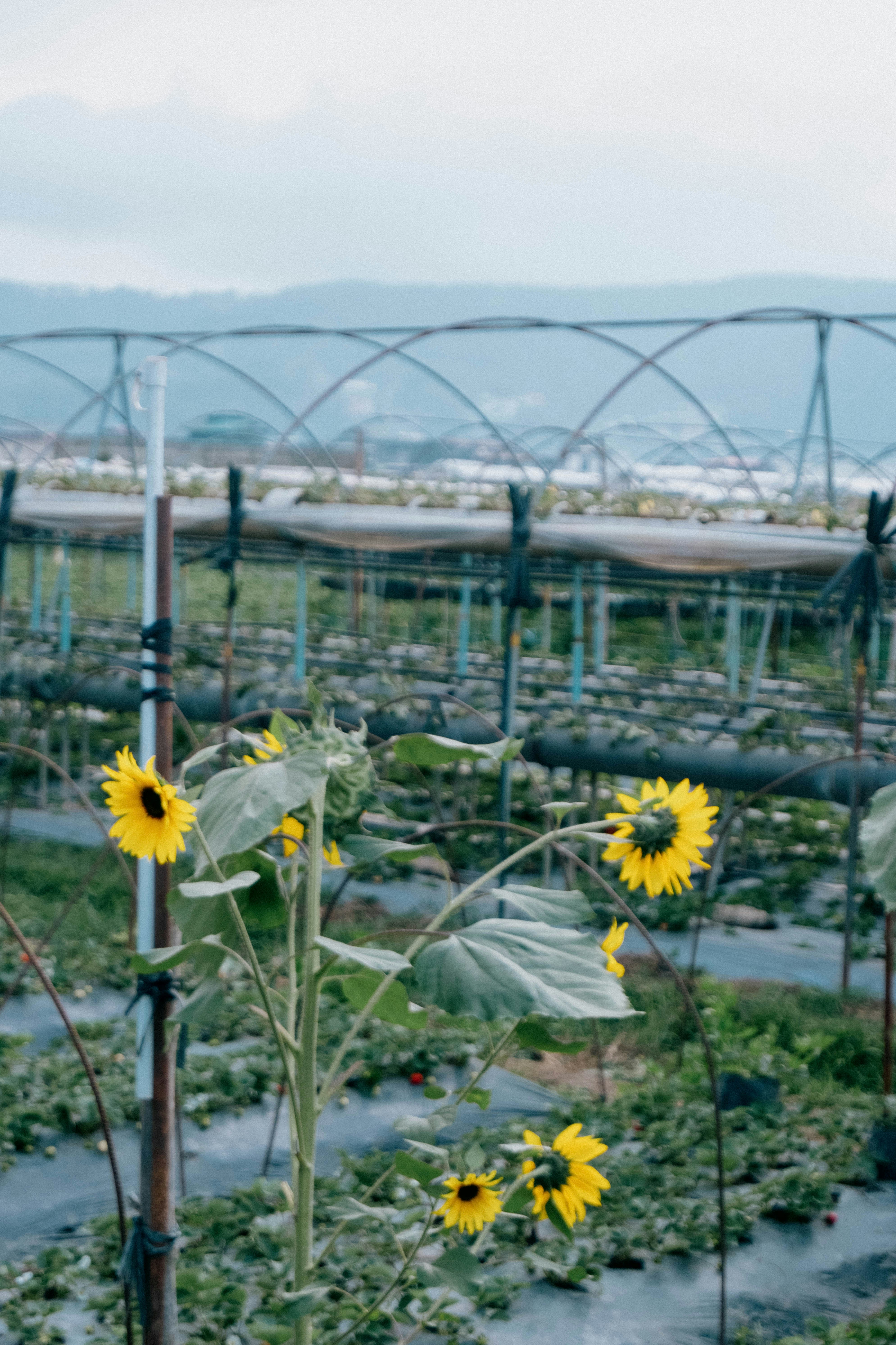 Sunflowers Stand Tall Amid a Web of Nursery Trellises