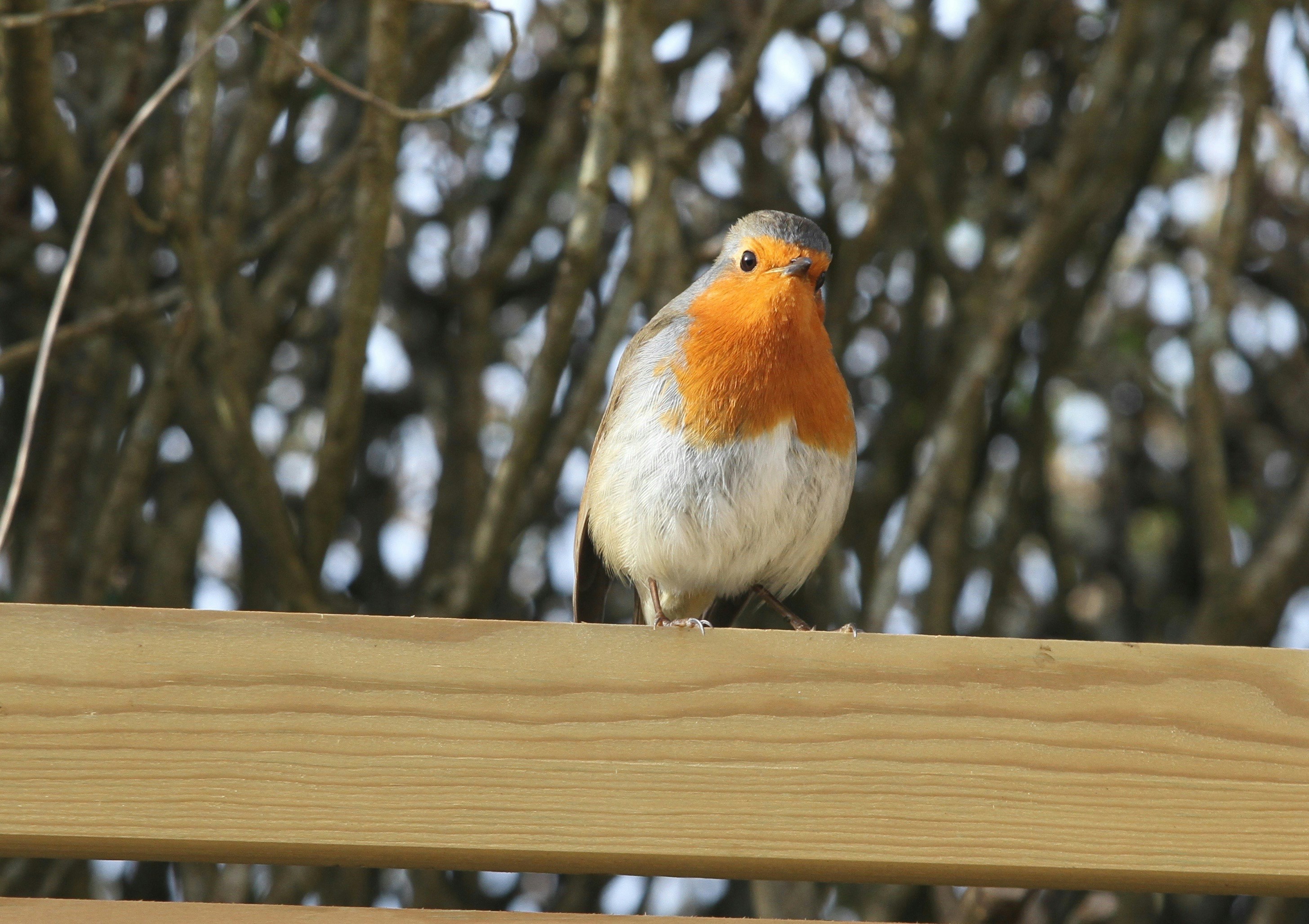 Scarlet Robin on a Sunlit Wooden Rail Amid a Tangle of Branches
