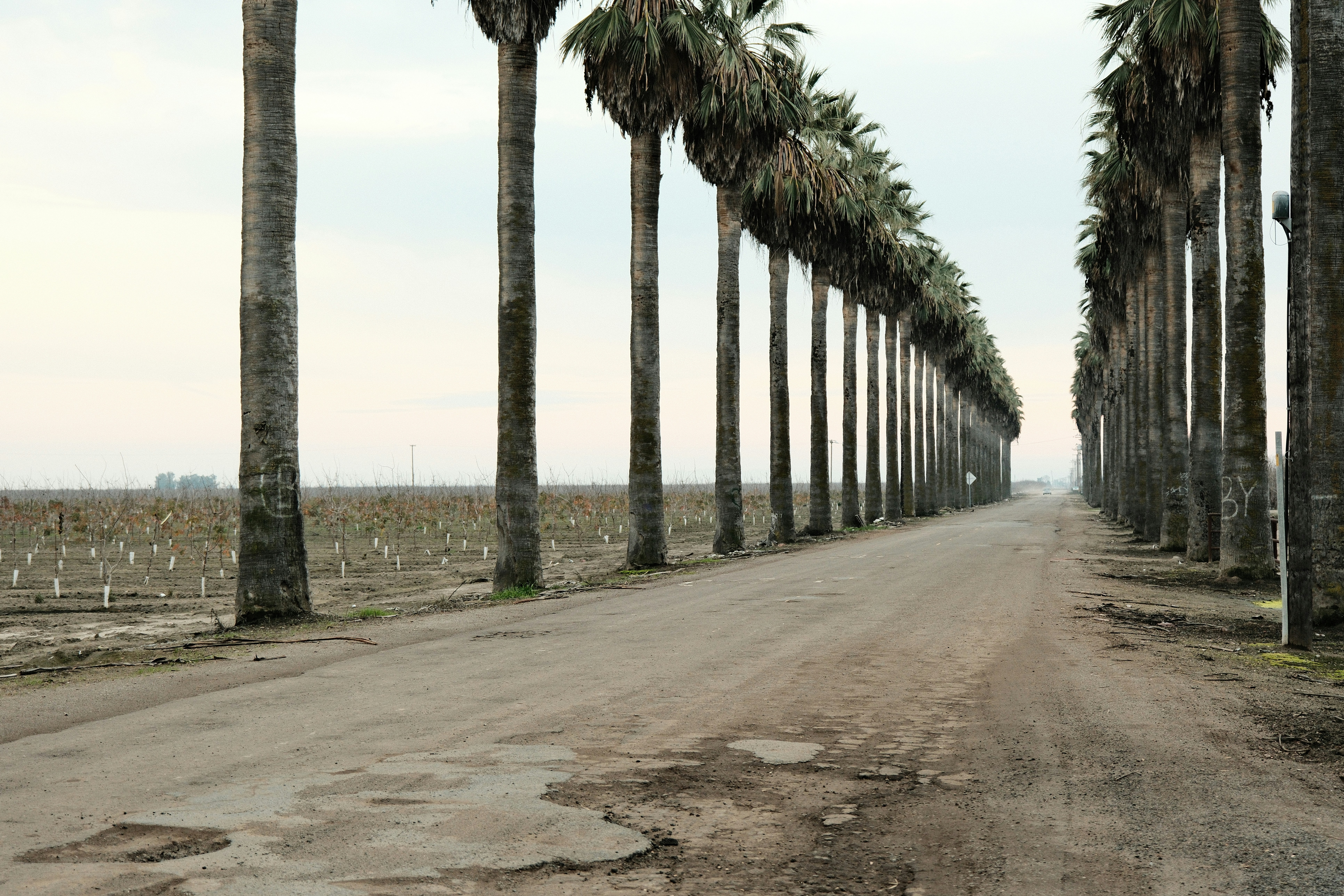 Rows of Palms: A Quiet Thoroughfare Between Distant Horizons