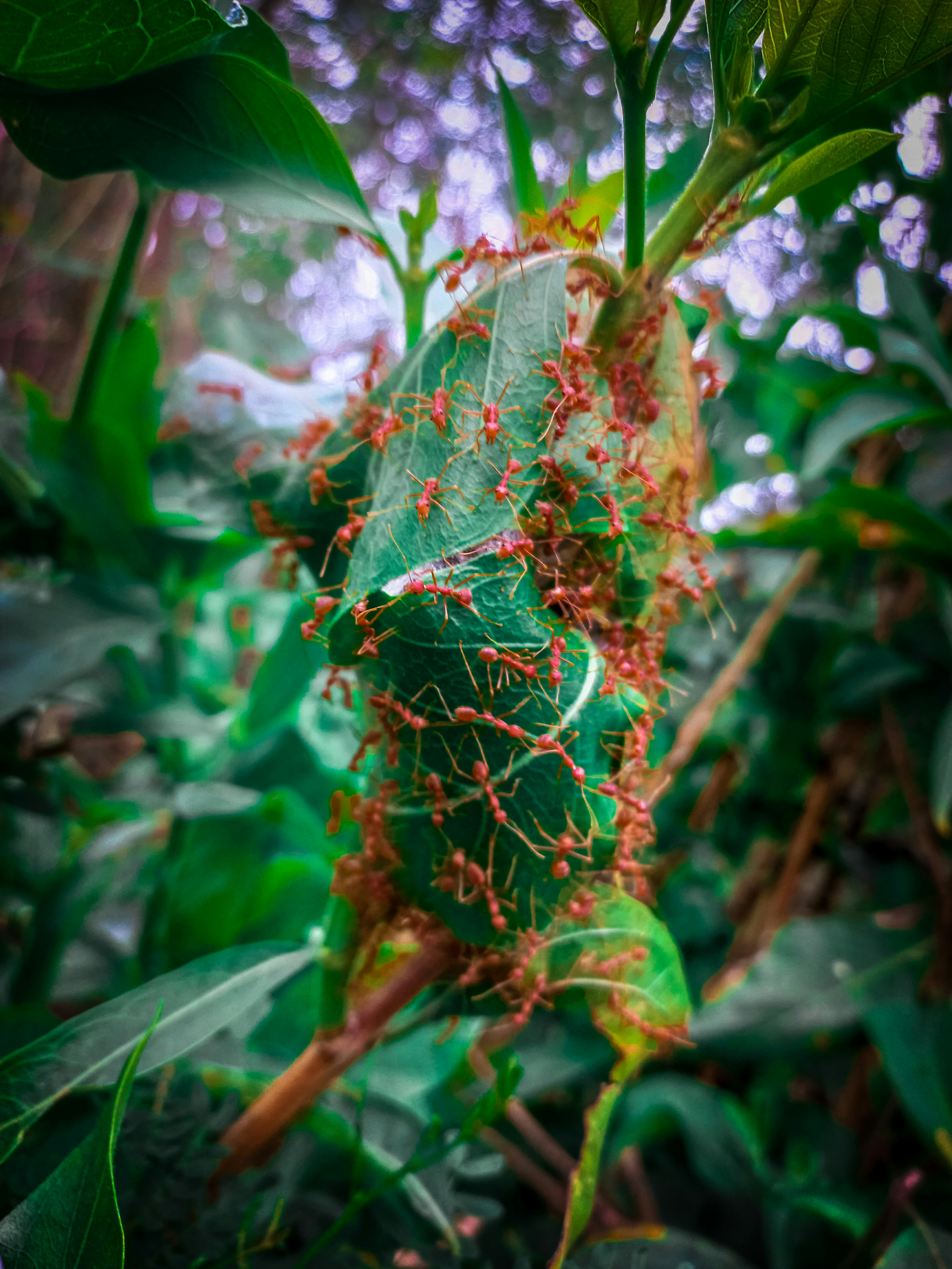 Red Ants Cling to a Leaf Spine: A Close-Up Macro Study