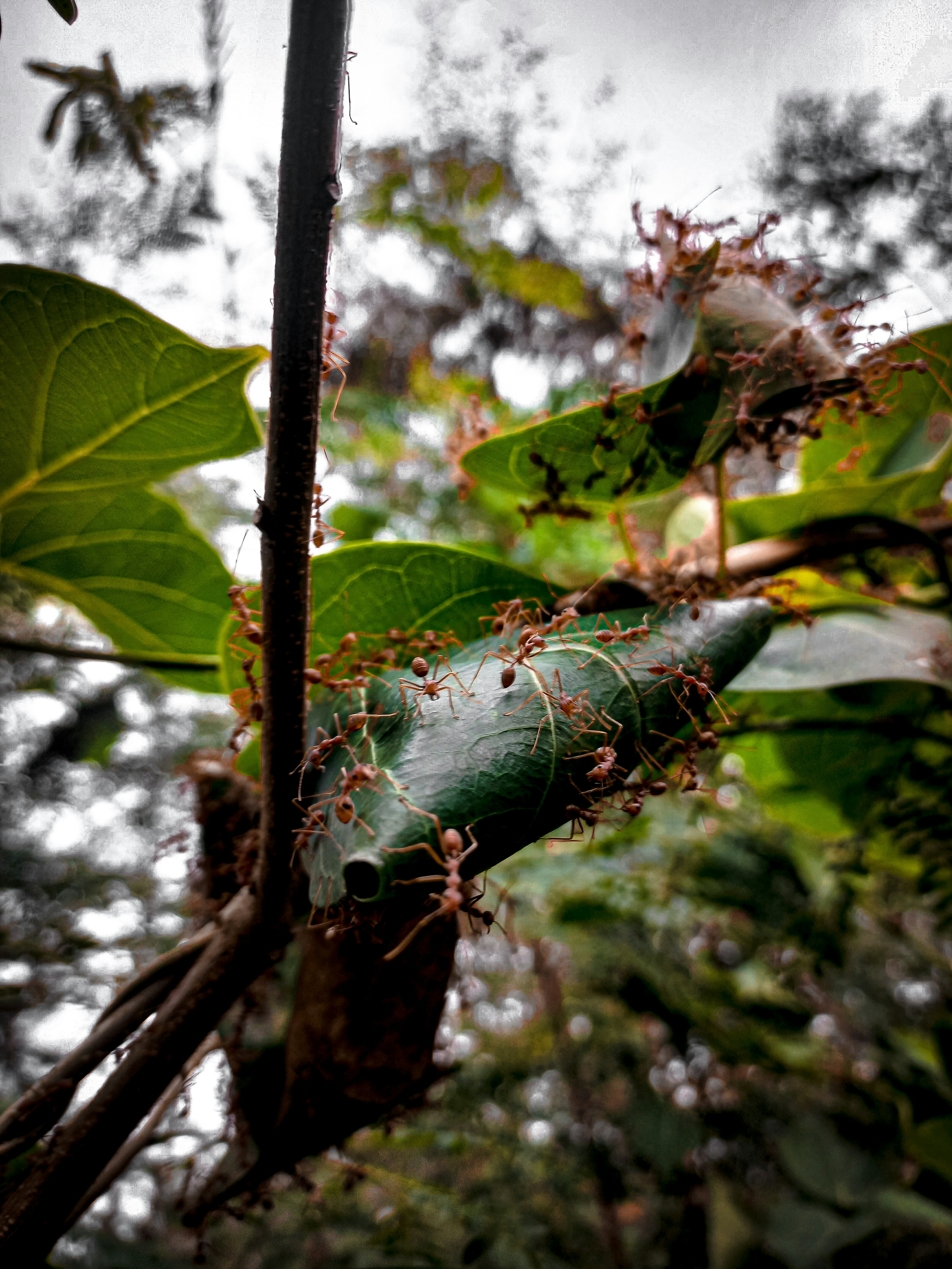 Ant Trails Across a Thorned Leaf