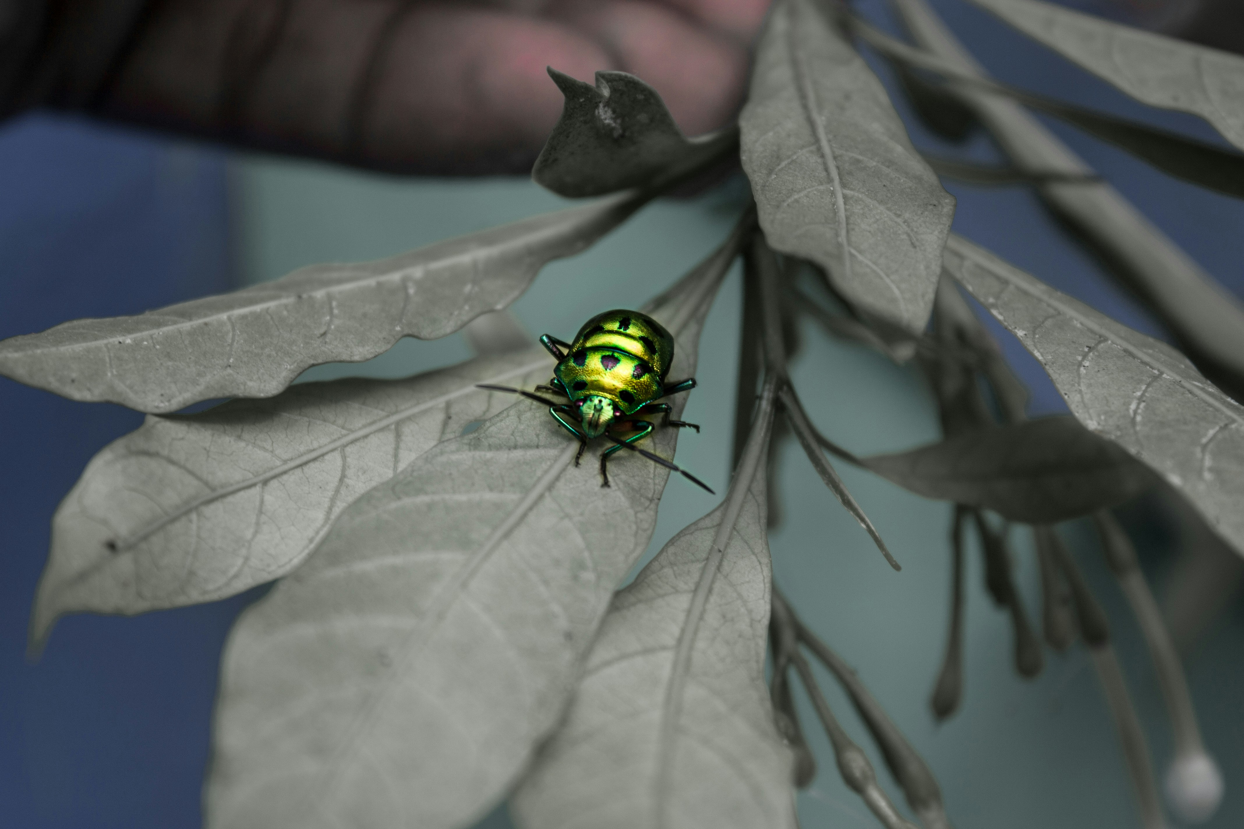 Emerald Jewel Beetle on Desaturated Leaves under a Cool Blue Backdrop