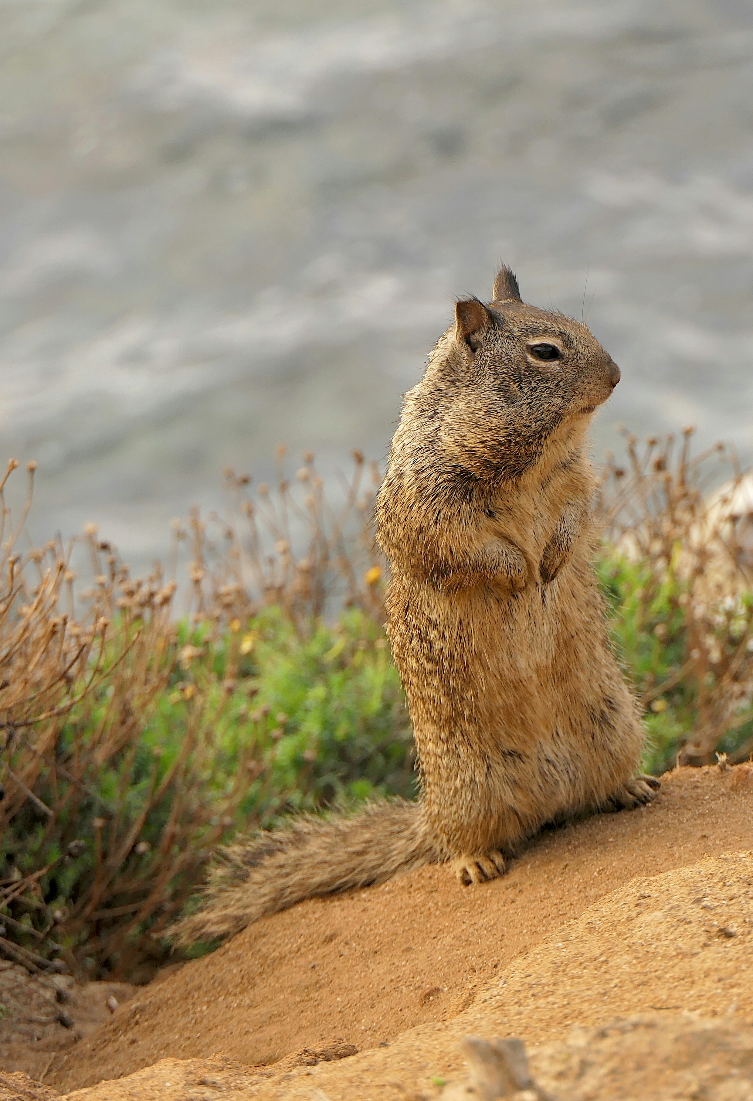 ground squirrel along Pacific coast
