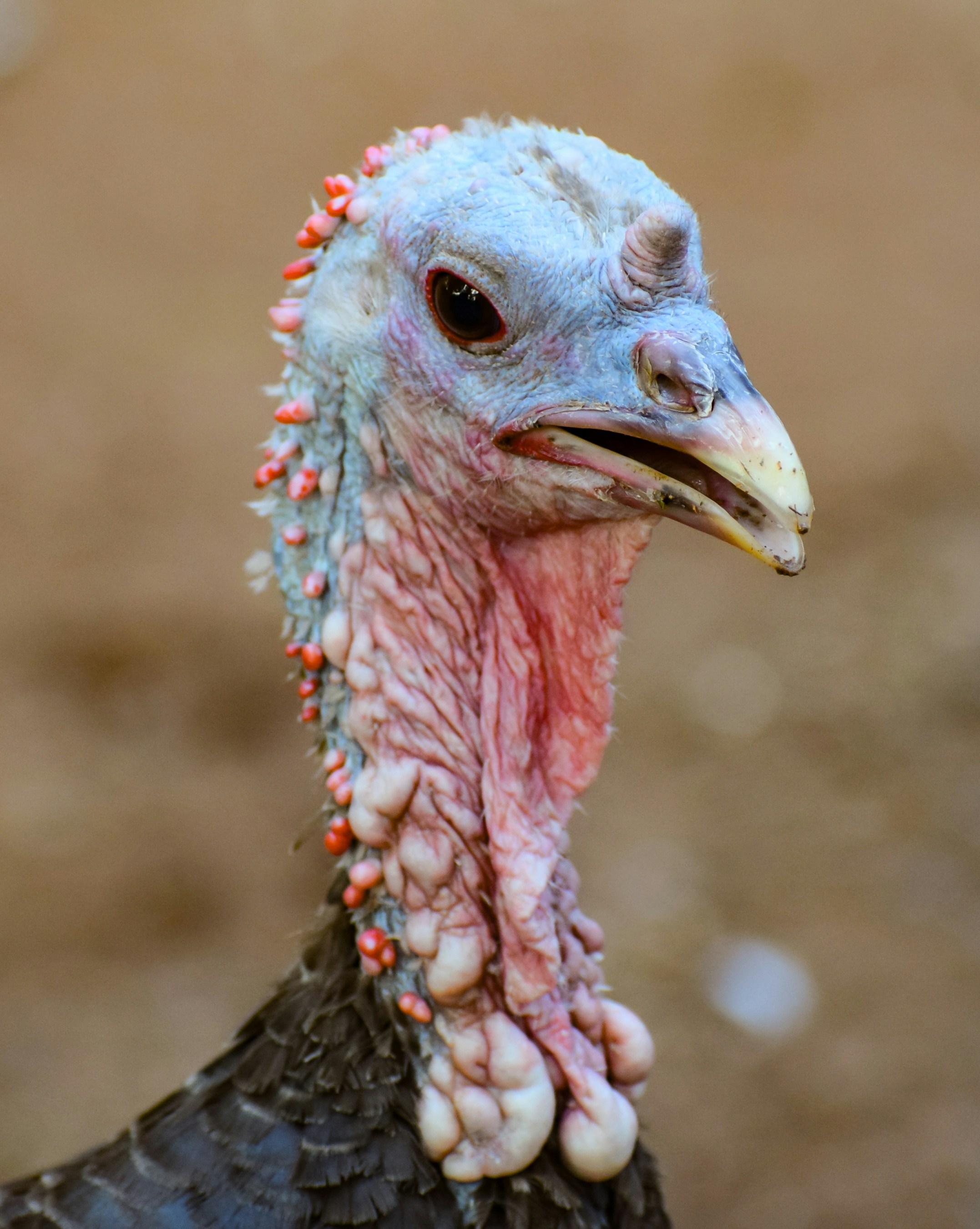 Bronze Turkey | a close up of a turkey with a red head