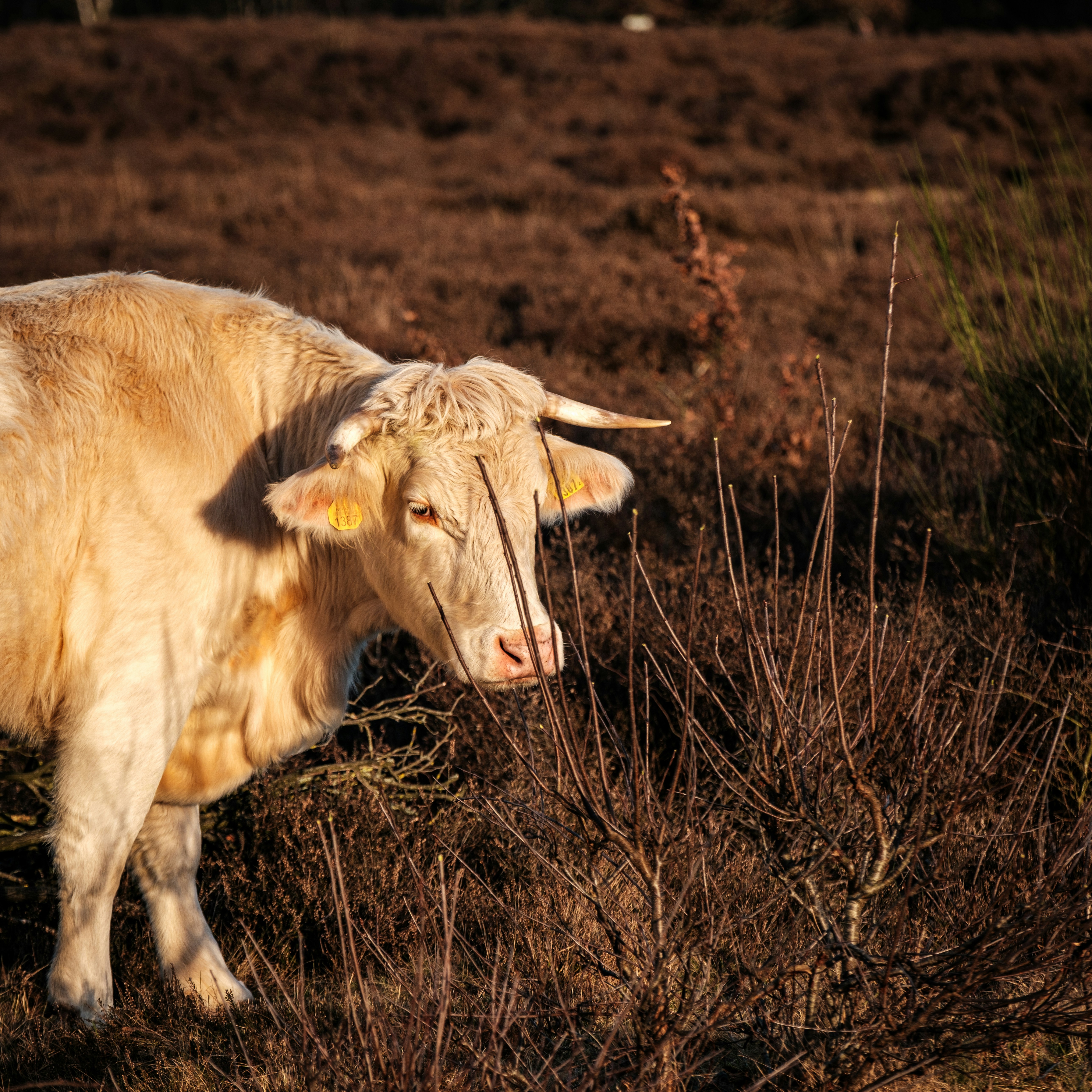 White cow standing amidst dry grass under warm sunlight.